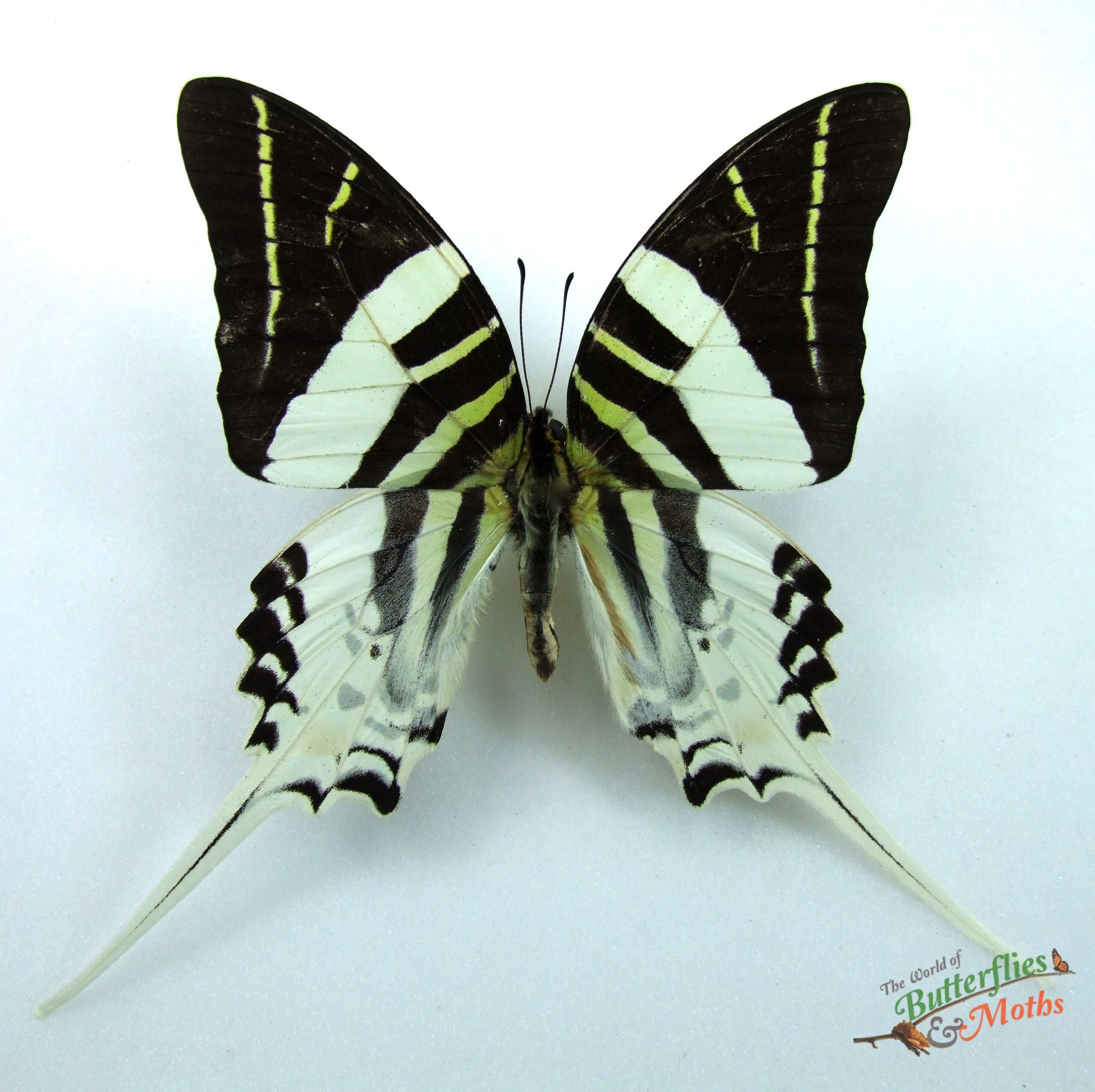 Graphium androcles AMBON SERAM - World of Butterflies and Moths
