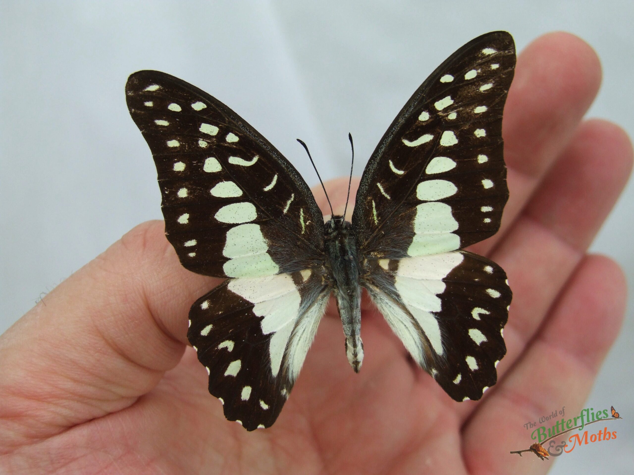 Graphium doson Common Jay butterfly - World of Butterflies and Moths