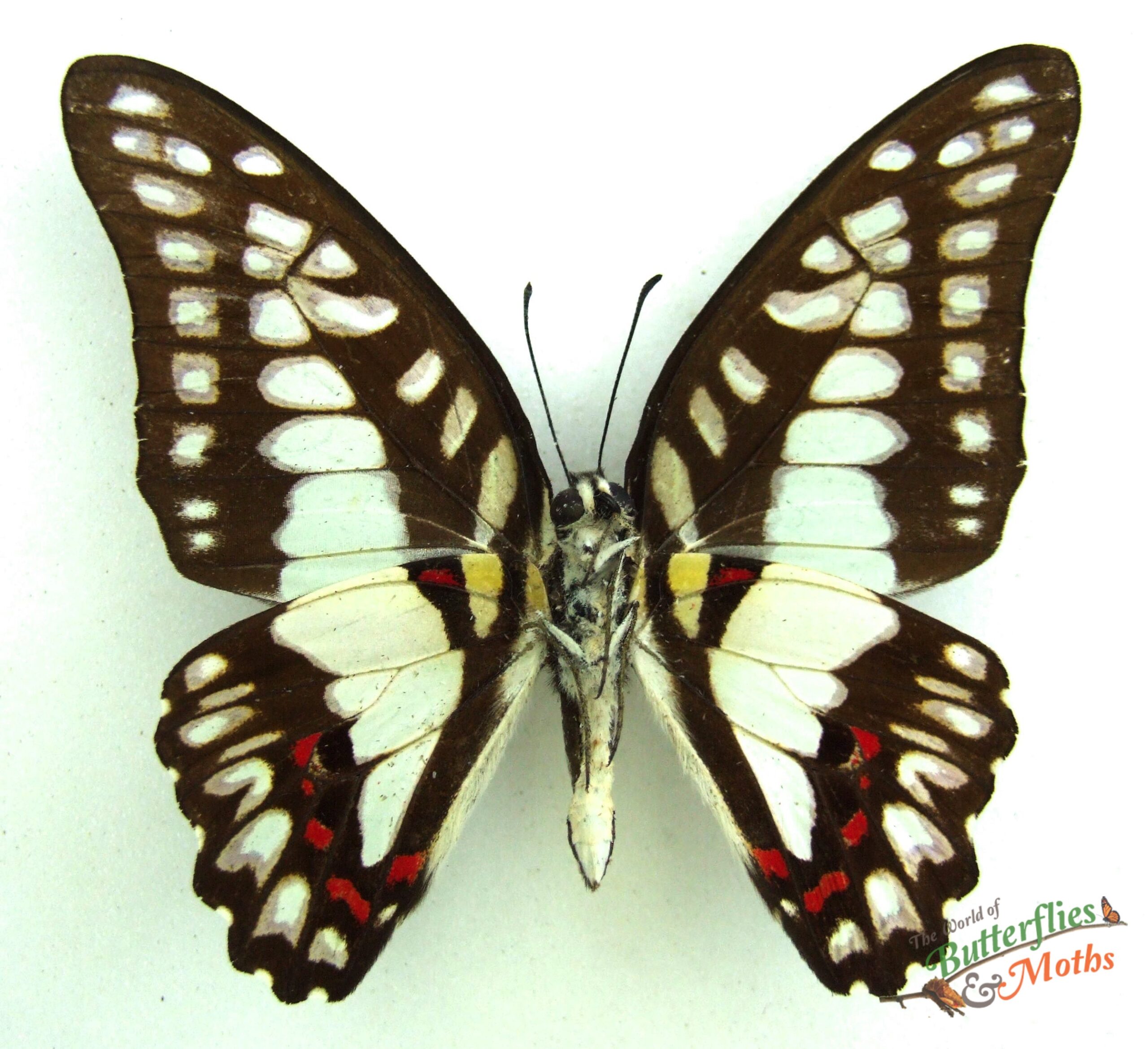 Graphium doson Common Jay butterfly - World of Butterflies and Moths