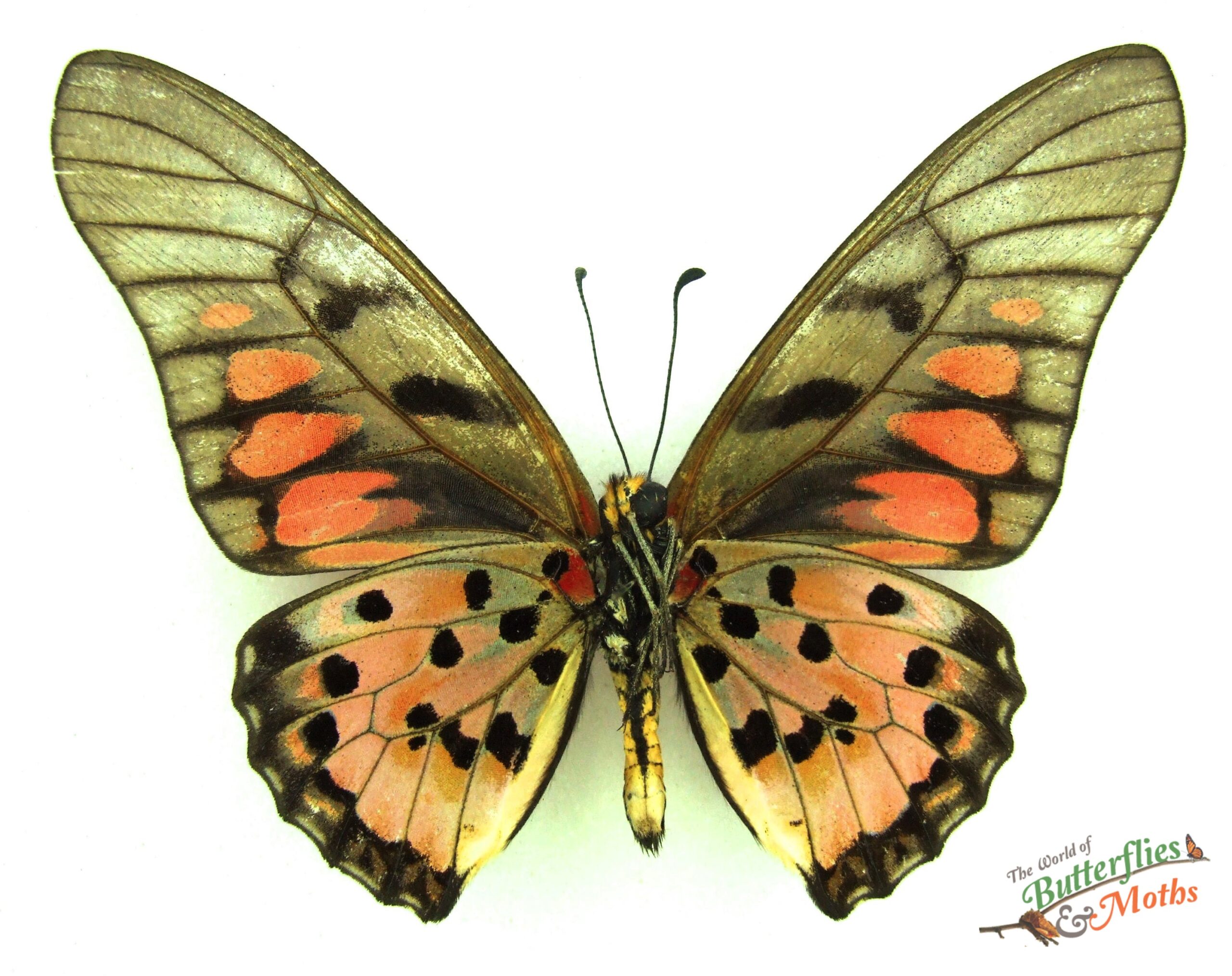 Graphium ridleyanus Africa - World of Butterflies and Moths