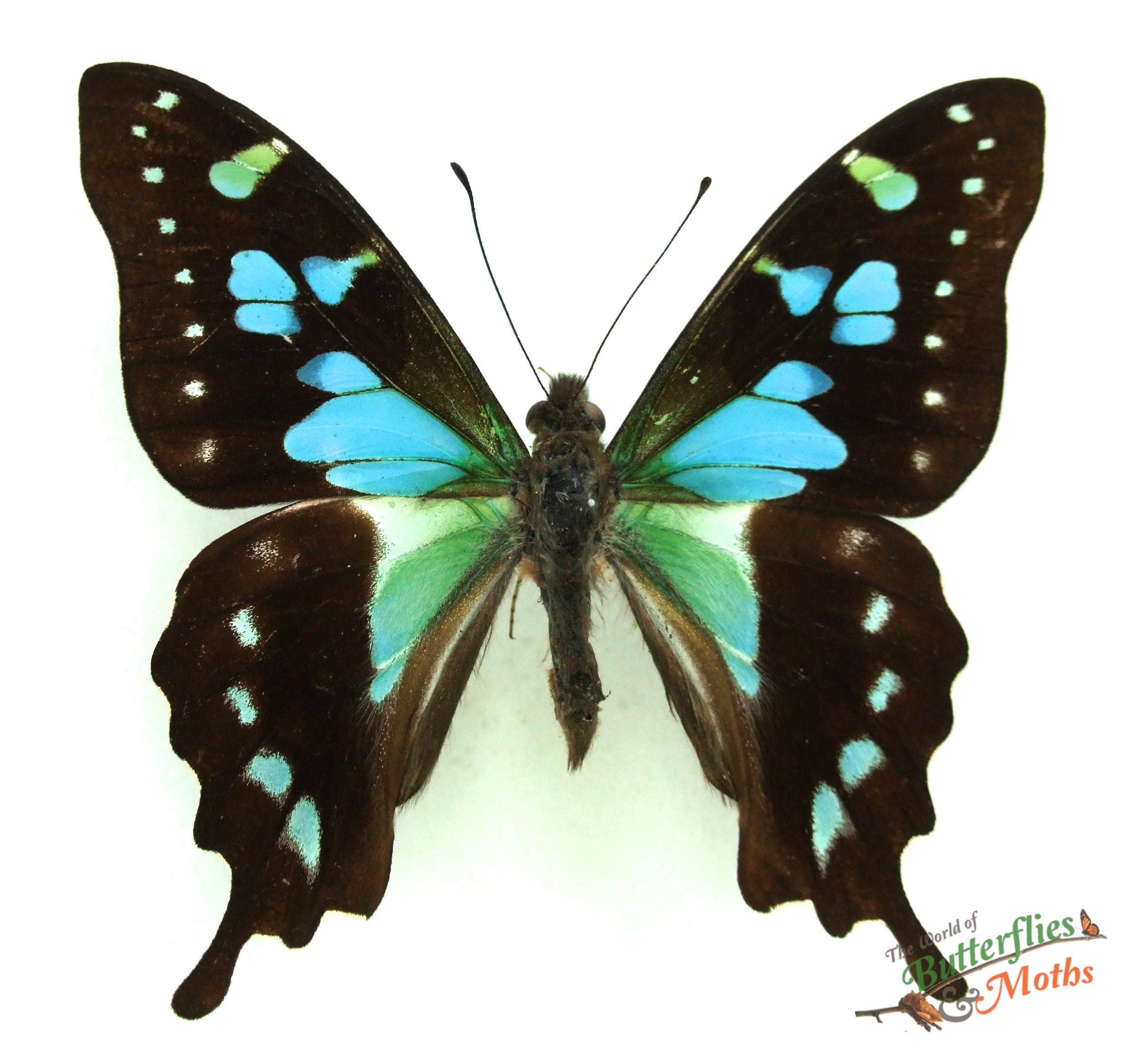 Graphium stresemanni Seram Indonesia - World of Butterflies and Moths