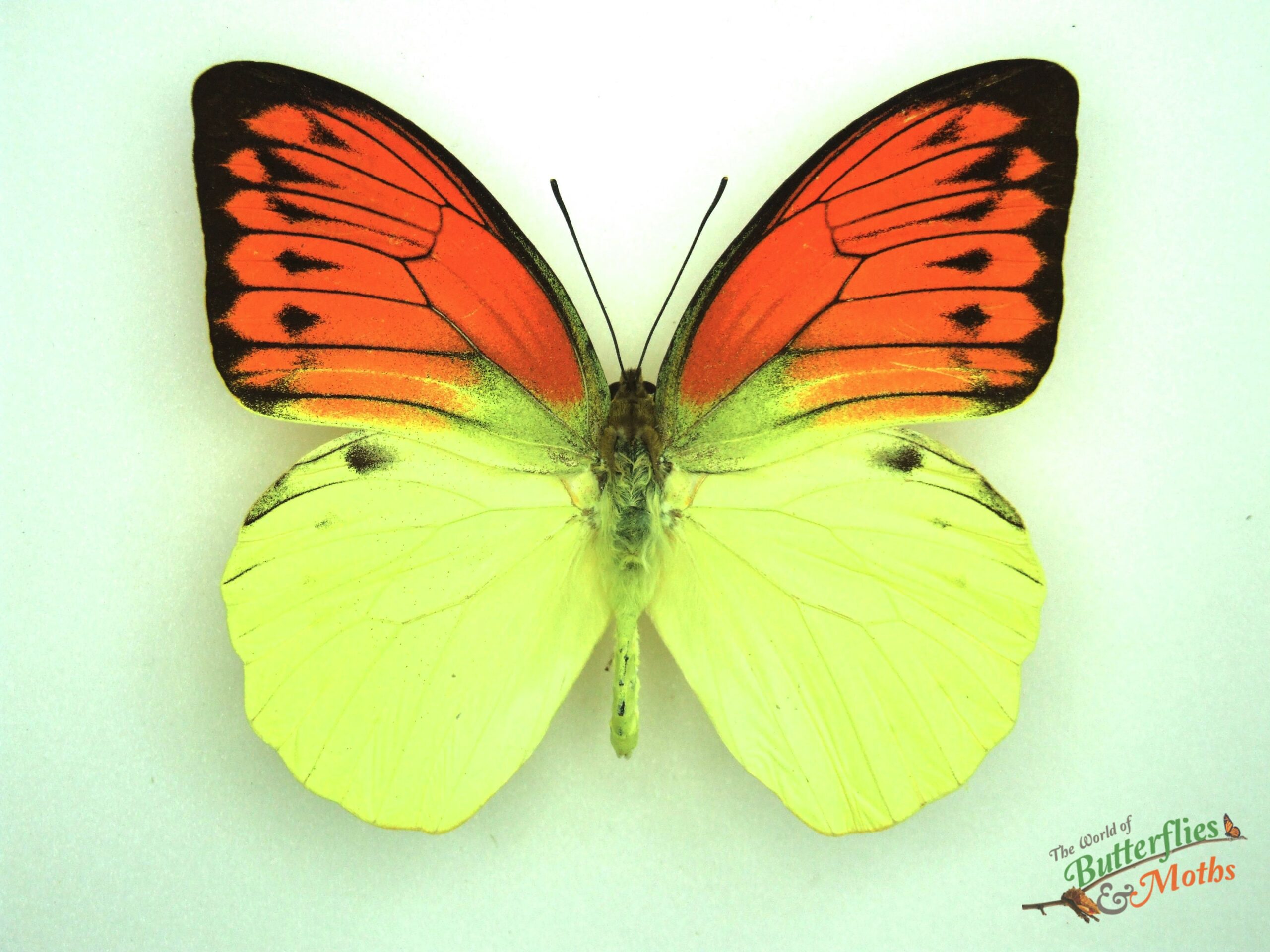 Hebomoia leucippe daemonis SERAM - World of Butterflies and Moths