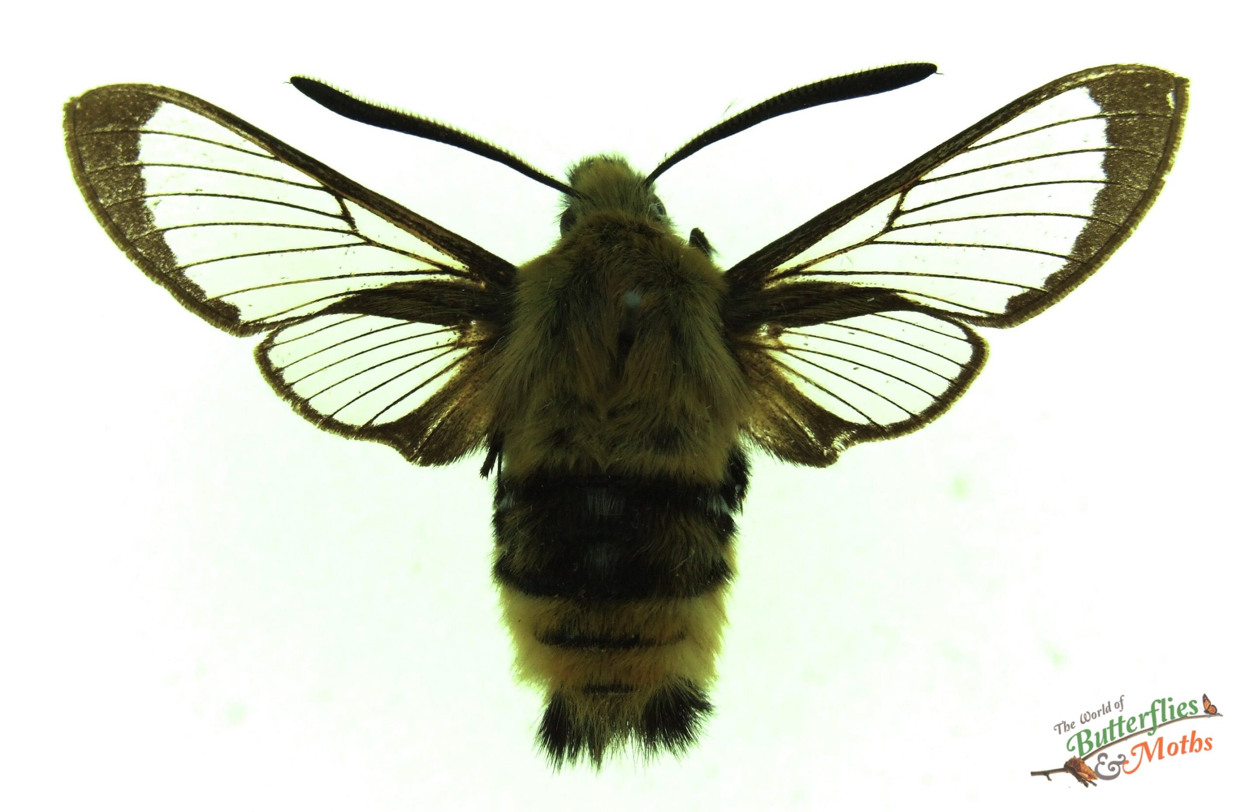 Hemaris tityus NARROW BORDERED BEE HAWK-MOTH - World of Butterflies and ...