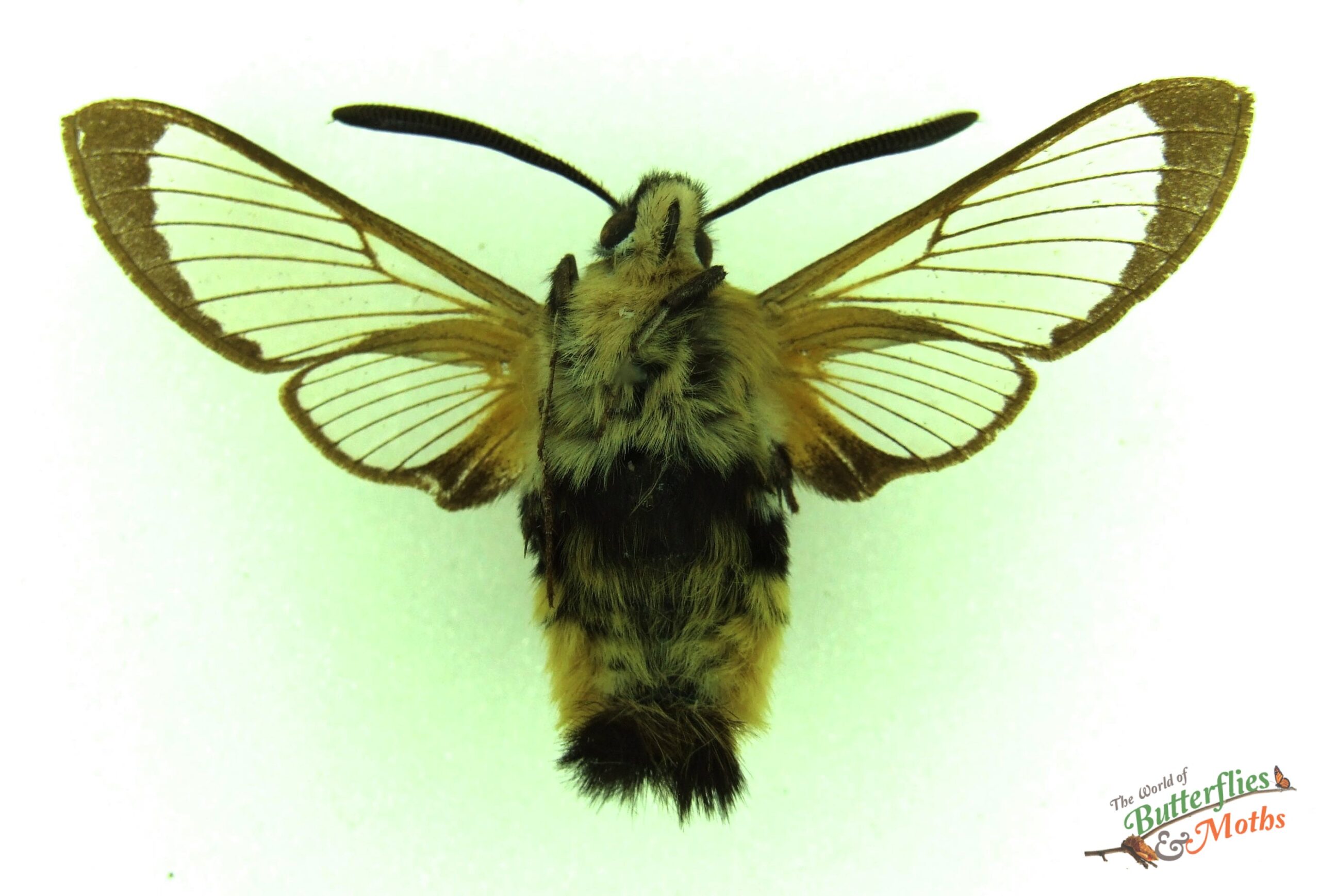 Hemaris tityus NARROW BORDERED BEE HAWK-MOTH - World of Butterflies and ...