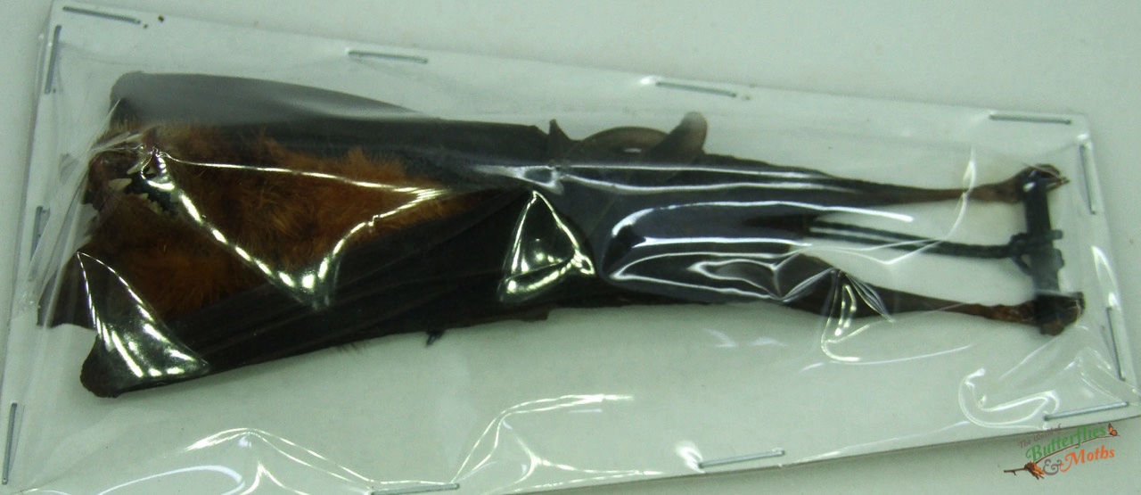 Bicoloured Roundleaf Bat Hipposideros bicolor INDONESIA - World of ...