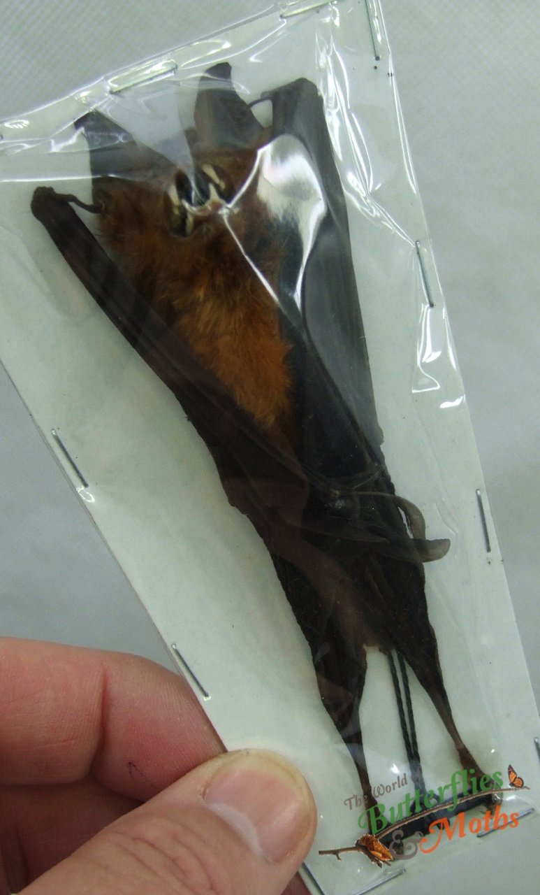 Bicoloured Roundleaf Bat Hipposideros bicolor INDONESIA - World of ...