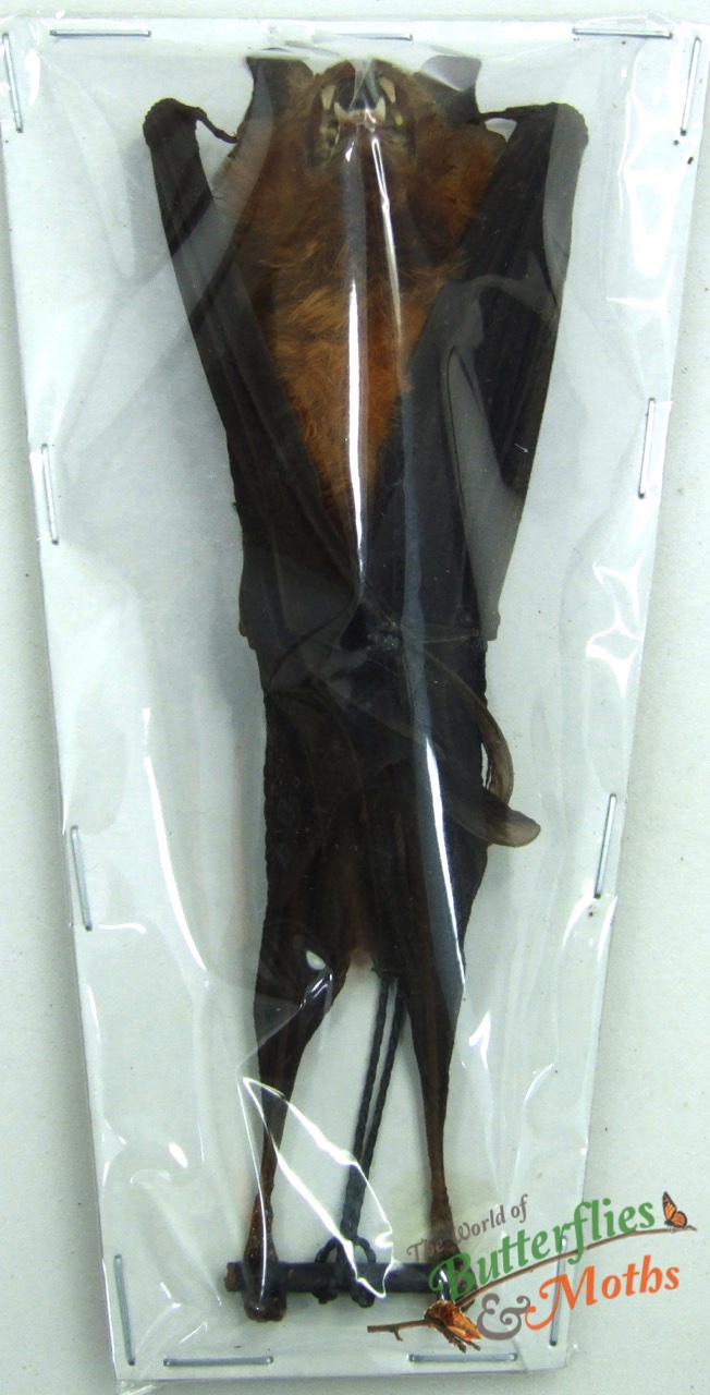Bicoloured Roundleaf Bat Hipposideros bicolor INDONESIA - World of ...