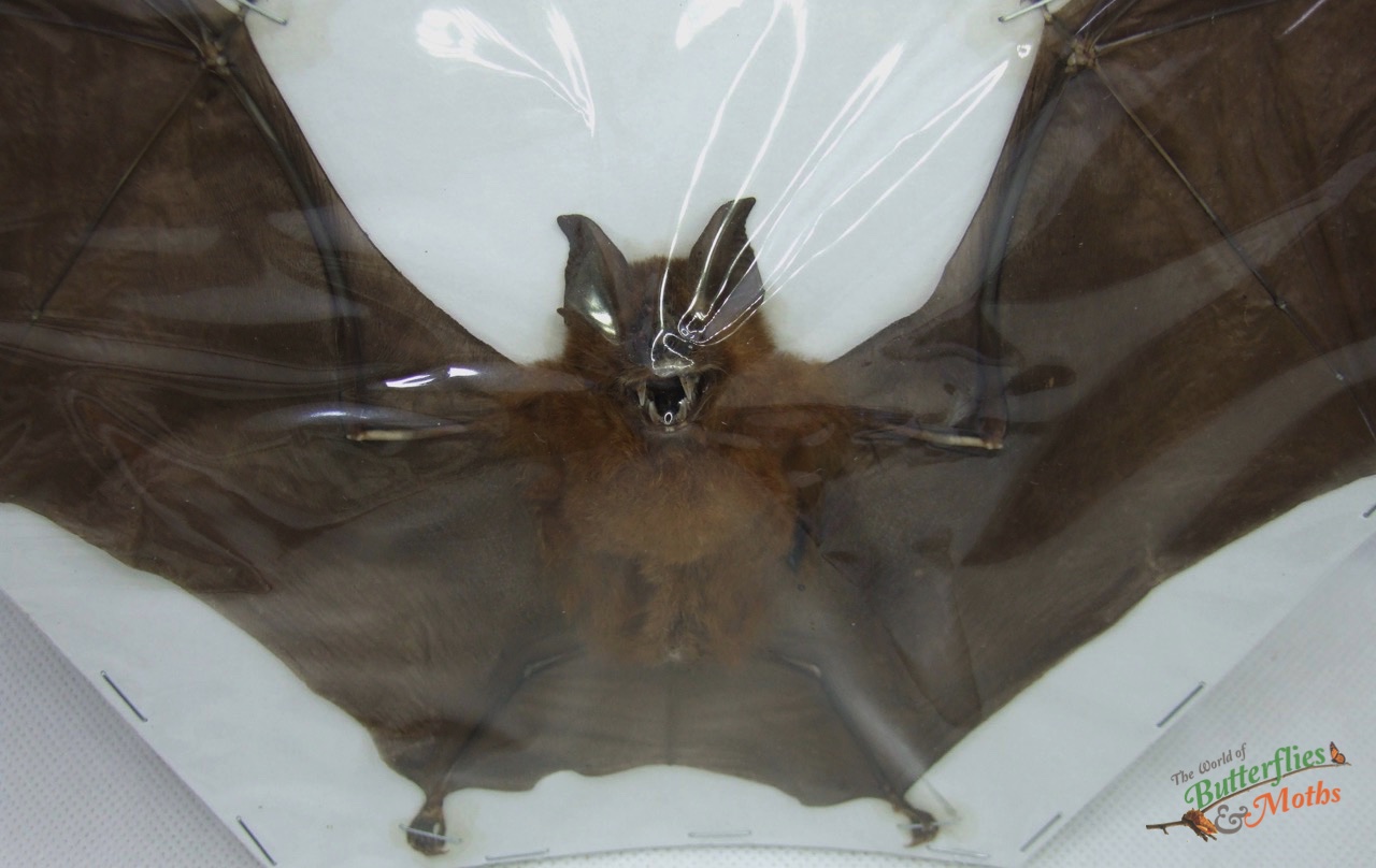 Bicoloured Roundleaf Bat Hipposideros bicolor INDONESIA - World of ...