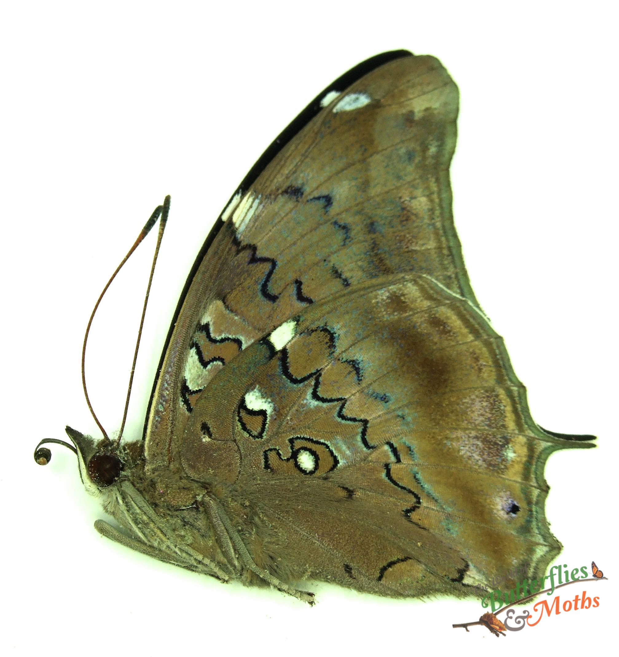 Historis acheronta Tailed cecropian PERU - World of Butterflies and Moths