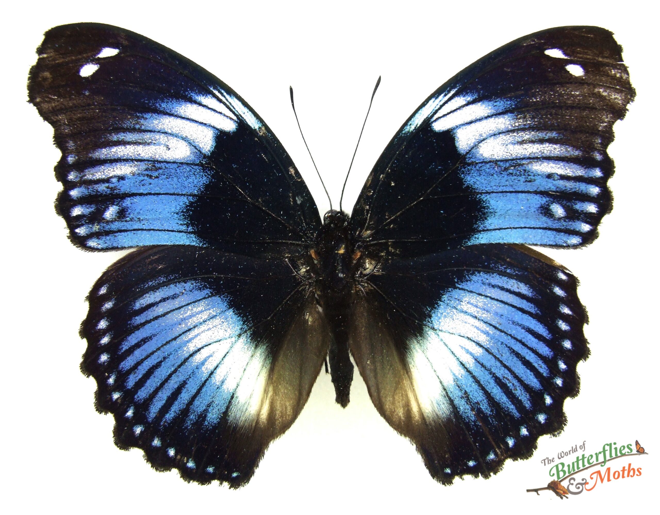 Hypolimnas salmacis C.A.R. - World of Butterflies and Moths