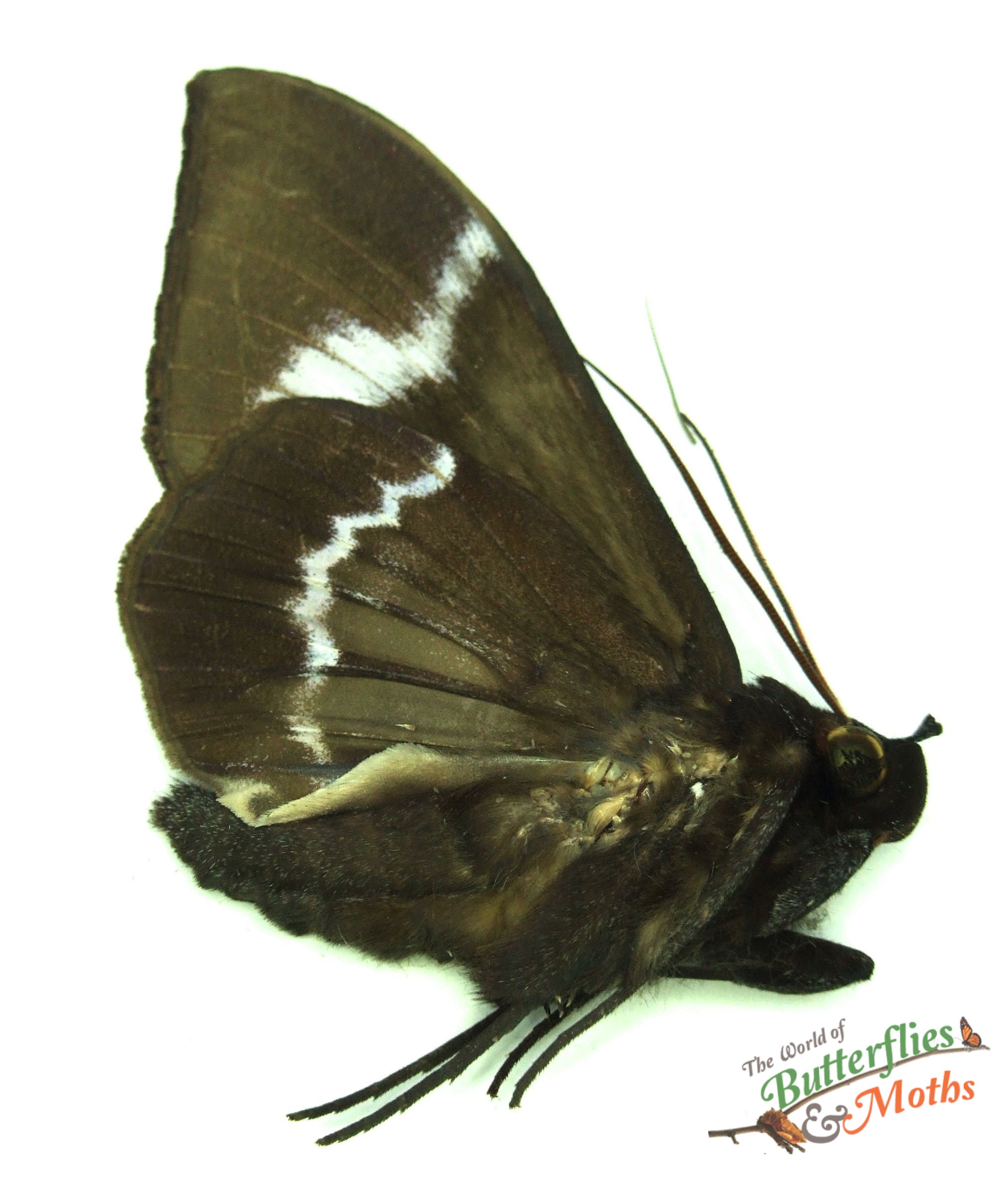 Ischyja manlia Lilac Underwing moth - World of Butterflies and Moths