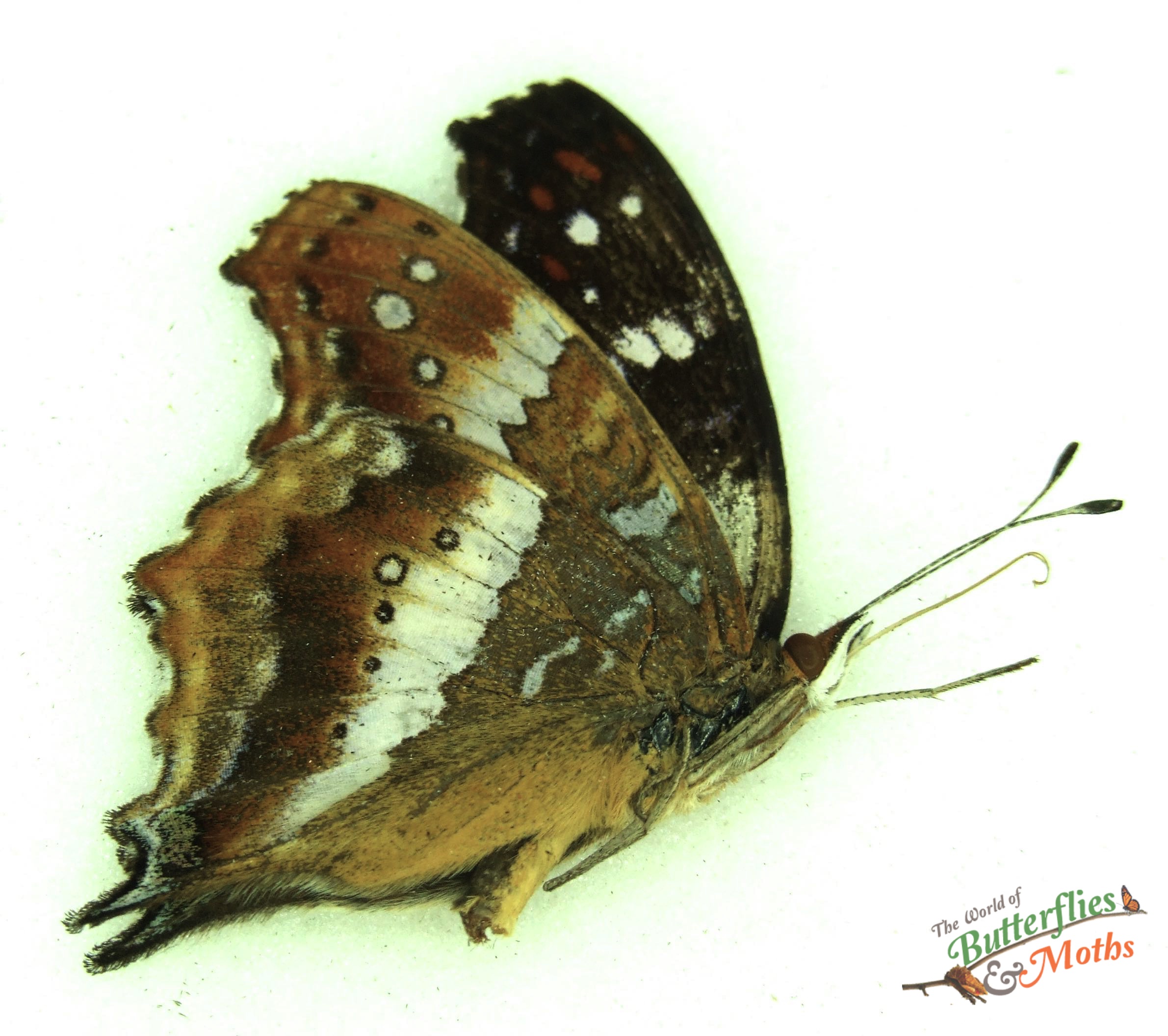 Junonia andremiaja MADAGASCAR - World of Butterflies and Moths