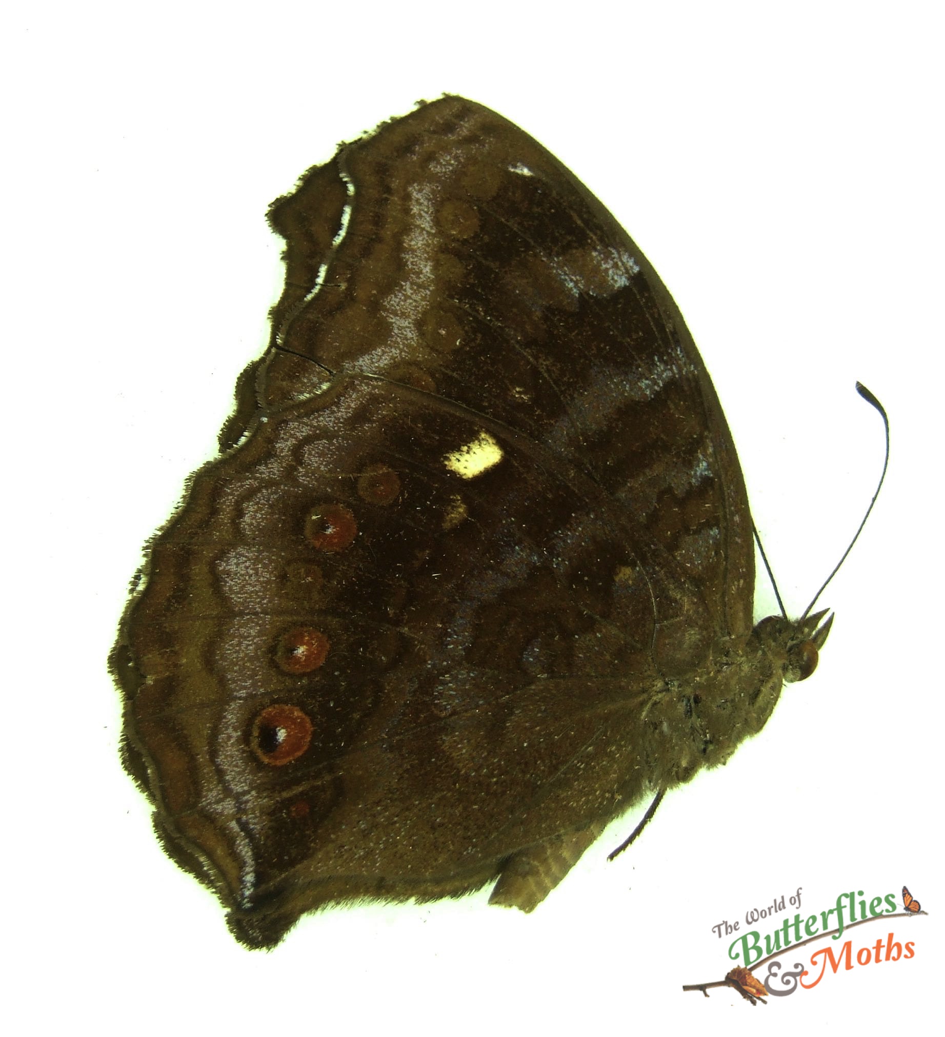 Junonia erigone P.N.G. - World of Butterflies and Moths