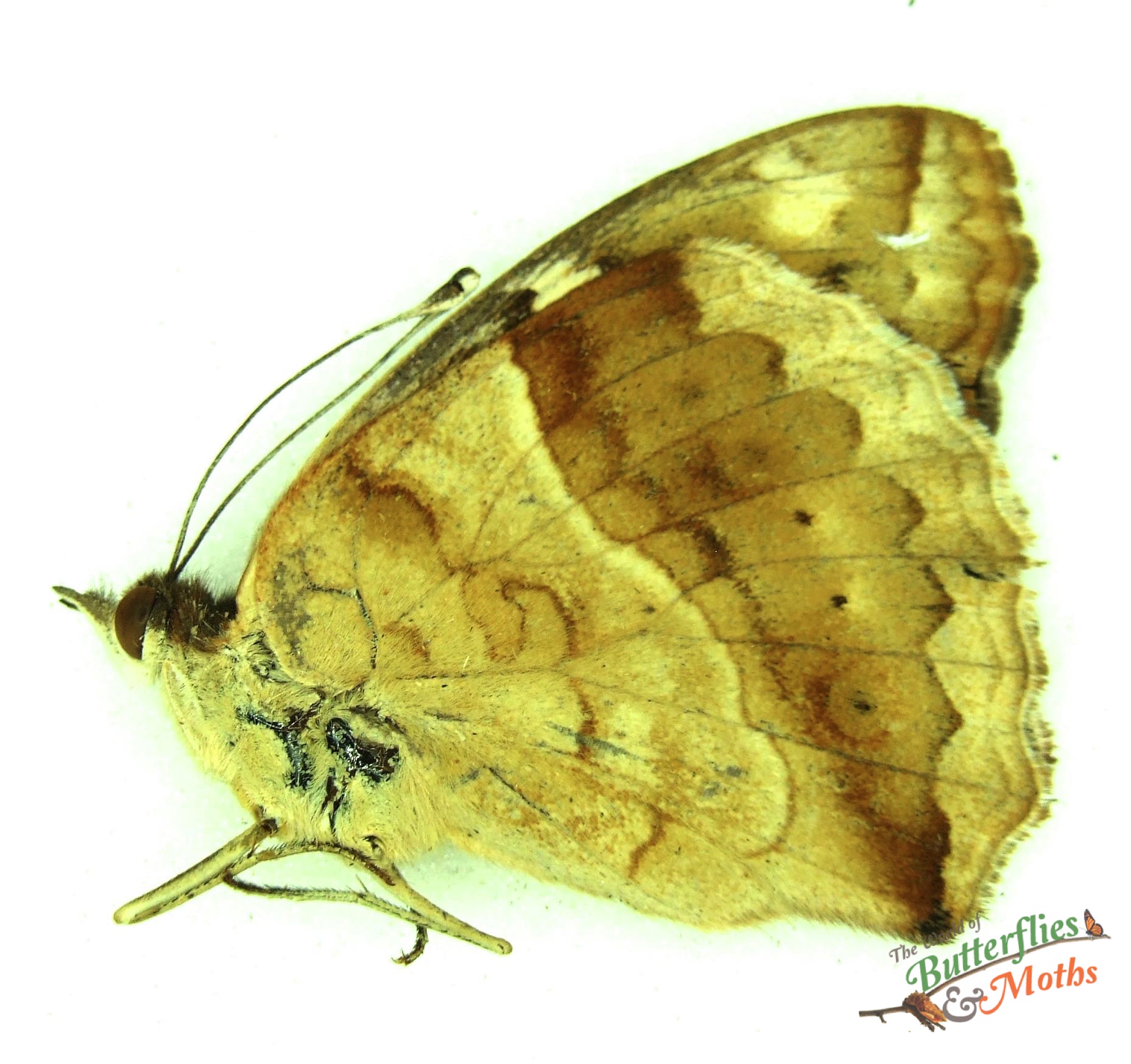 Junonia lemonias Lemon Pansy THAILAND - World of Butterflies and Moths