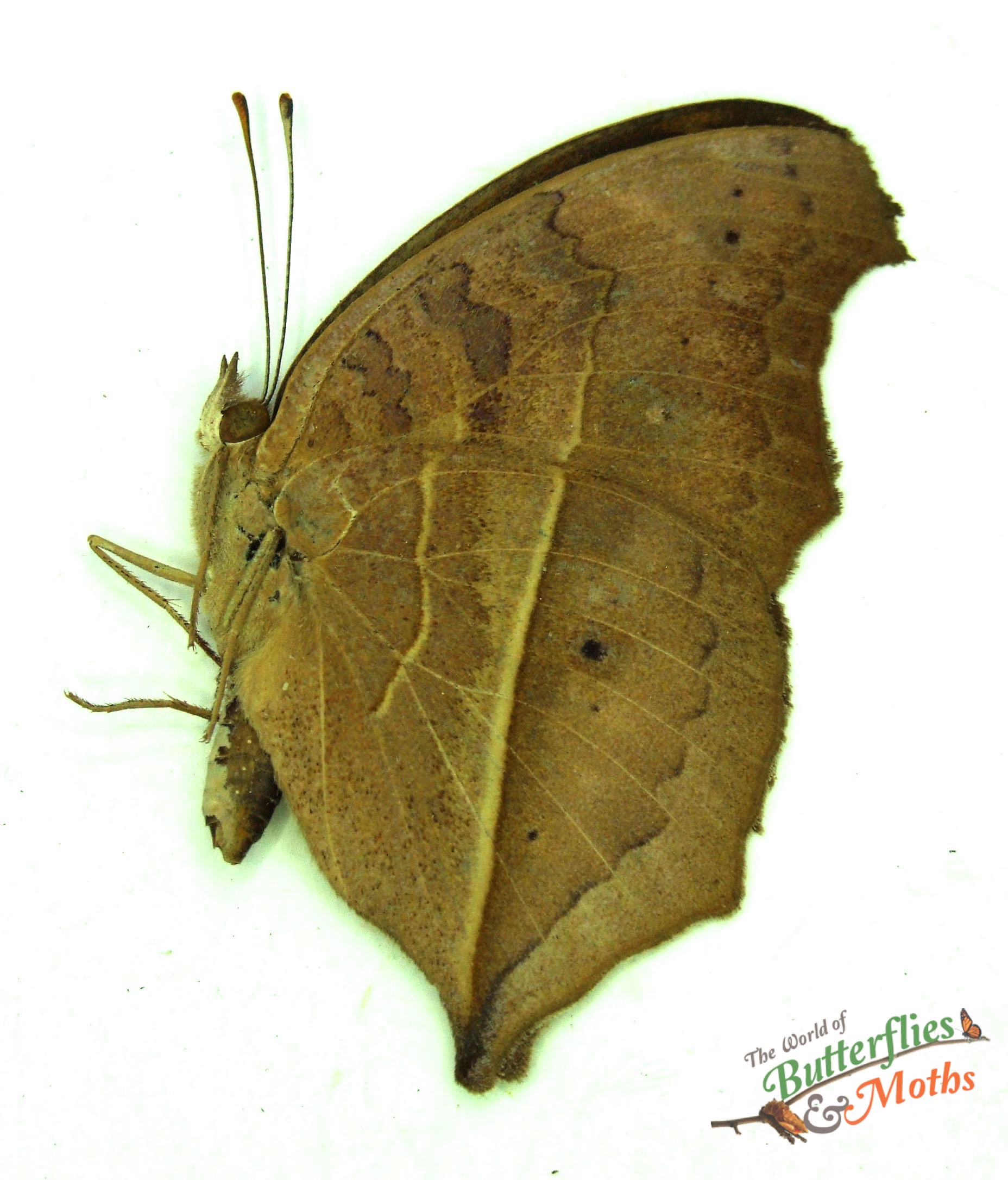 Junonia almana - World of Butterflies and Moths