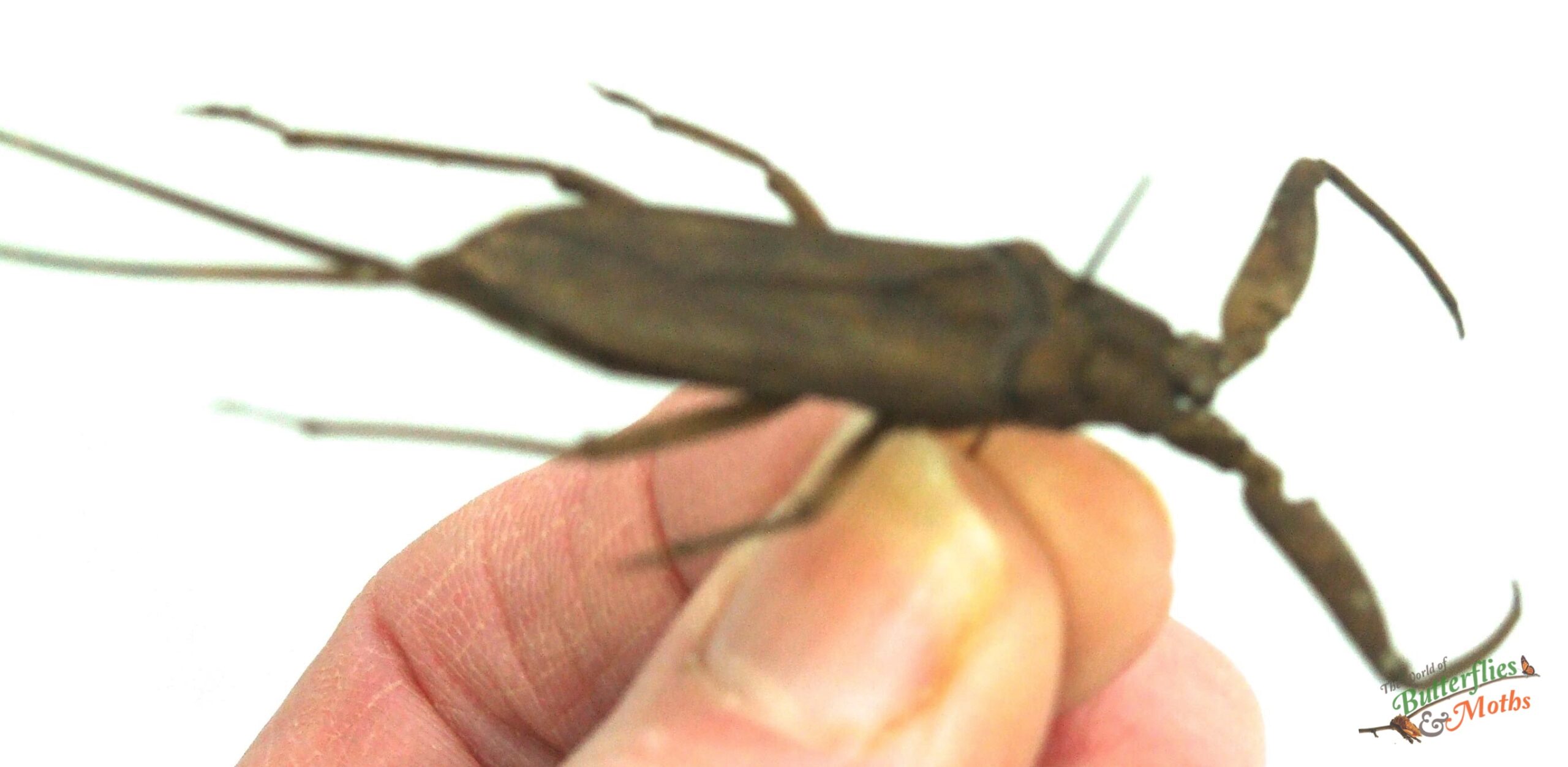 Water Scorpion Laccotrephes ruber THAILAND - World of Butterflies and Moths