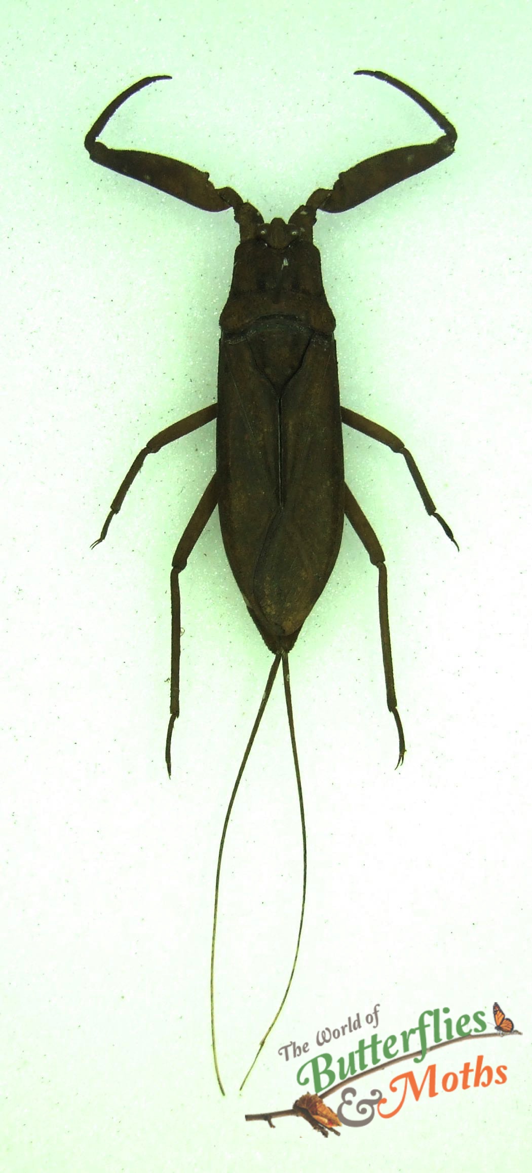 Water Scorpion Laccotrephes ruber THAILAND - World of Butterflies and Moths