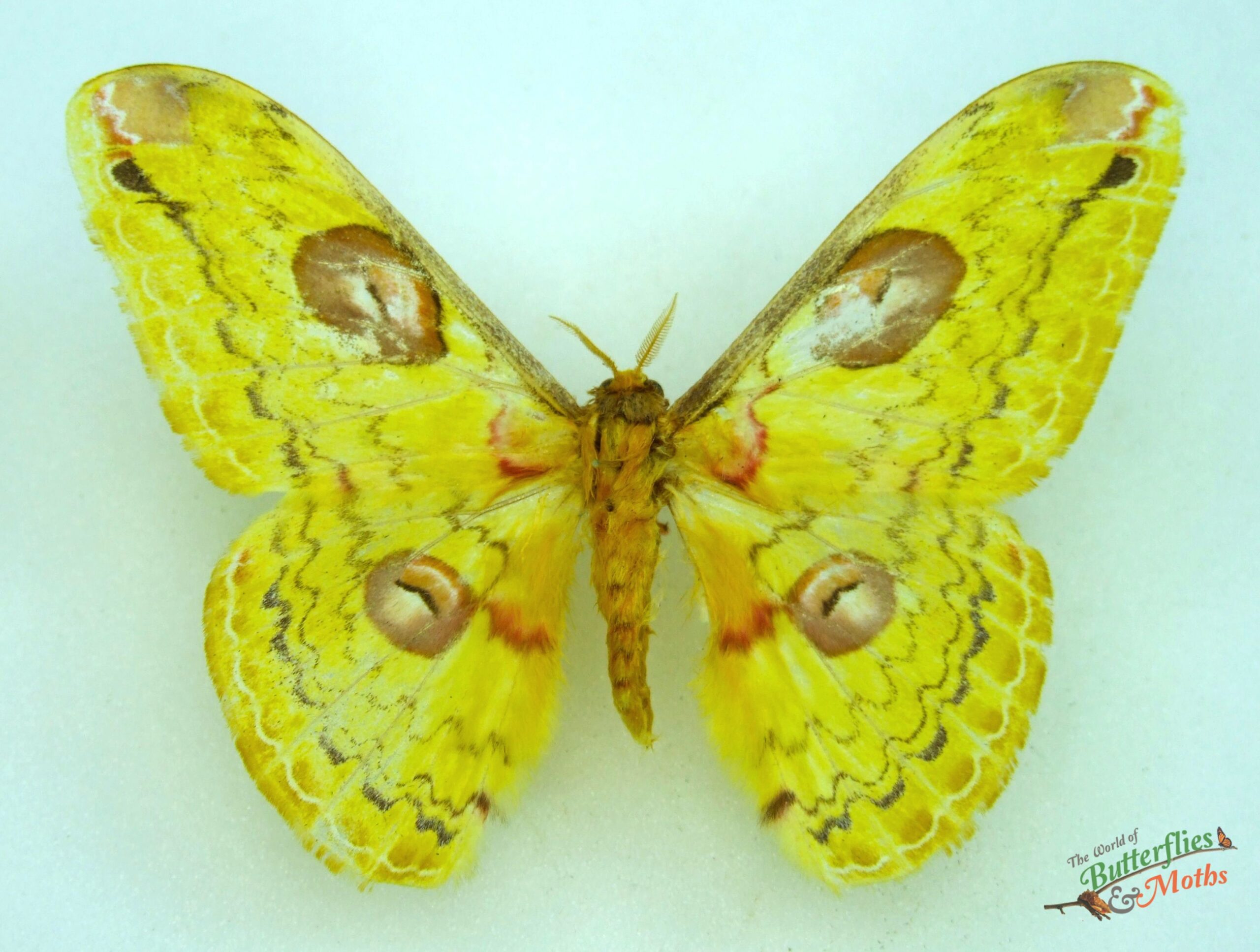 Loepa sikkima THAILAND - World of Butterflies and Moths