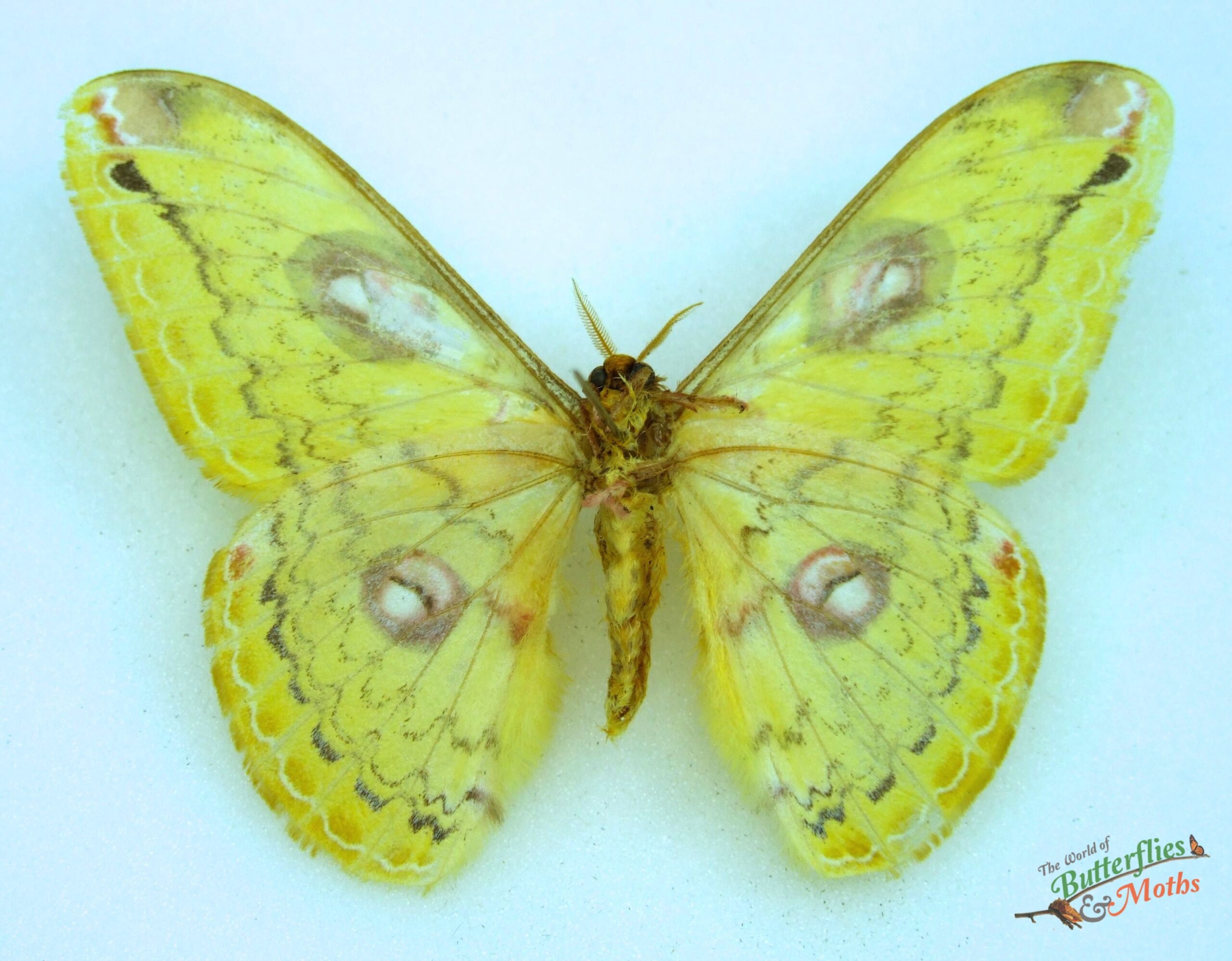 Loepa sikkima THAILAND - World of Butterflies and Moths