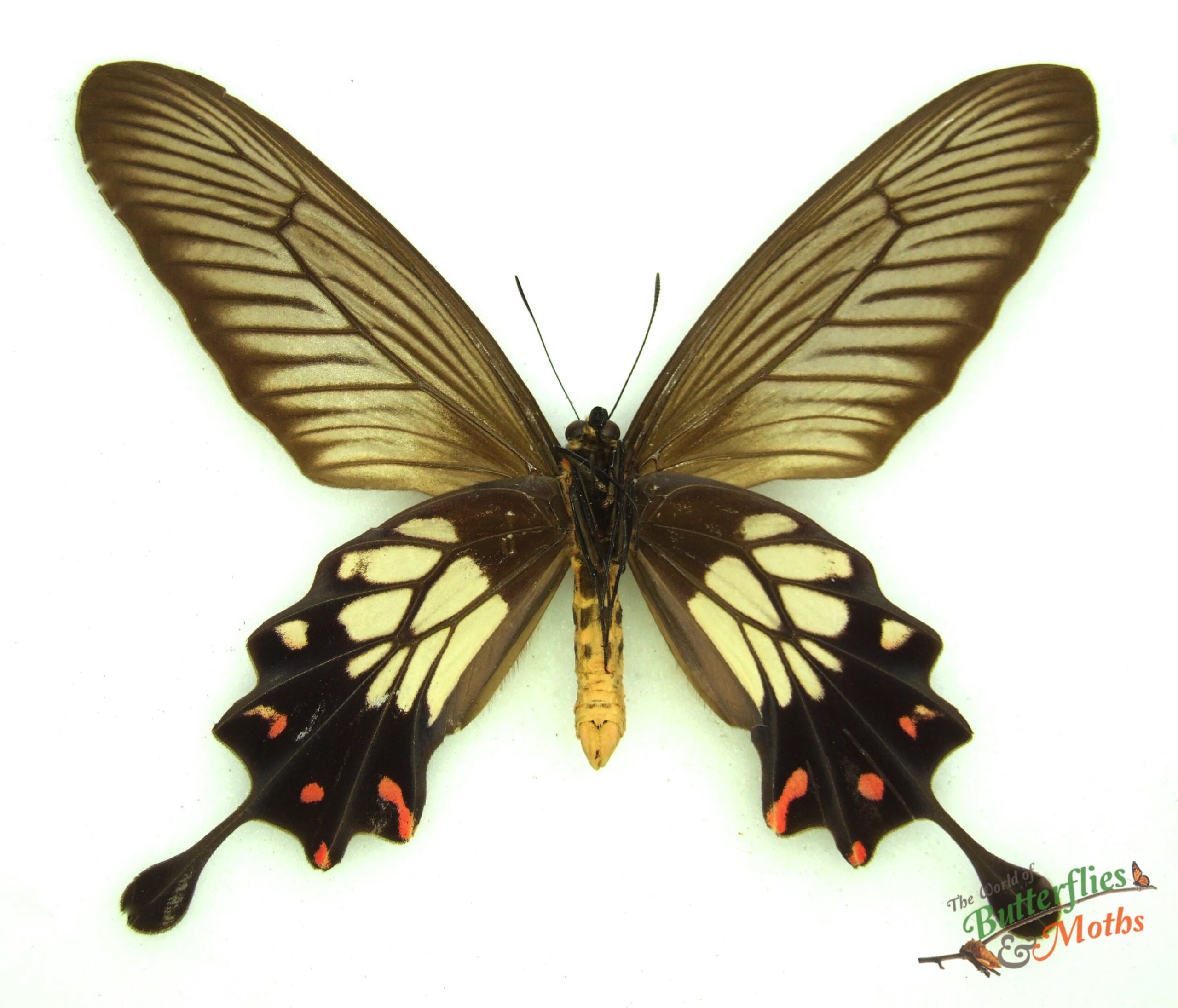 Losaria coon doubledayi THAILAND - World of Butterflies and Moths