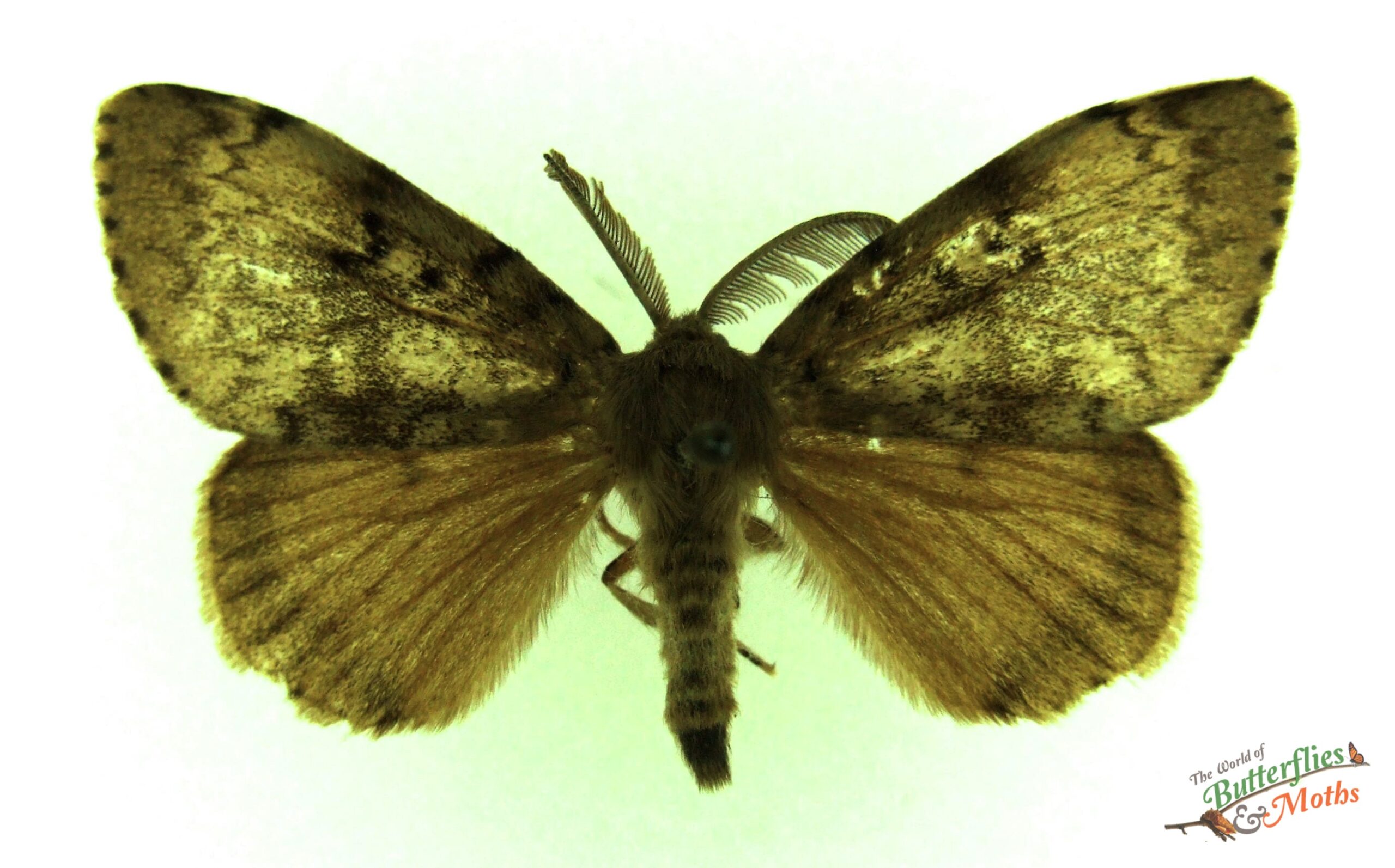 Lymantria dispar GYPSY MOTH France - World of Butterflies and Moths
