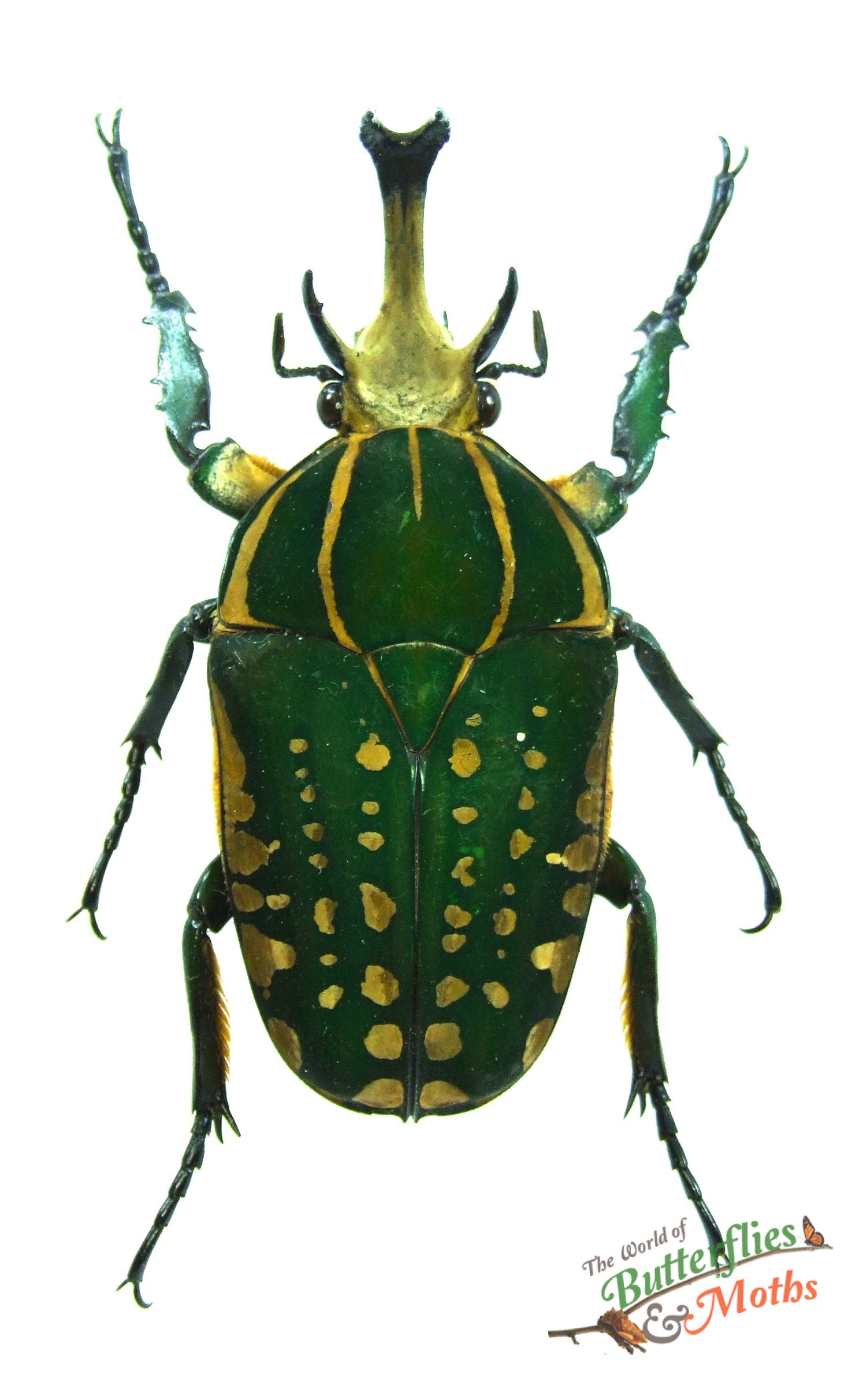 Mecynorhina polyphemus CAMEROON - World of Butterflies and Moths