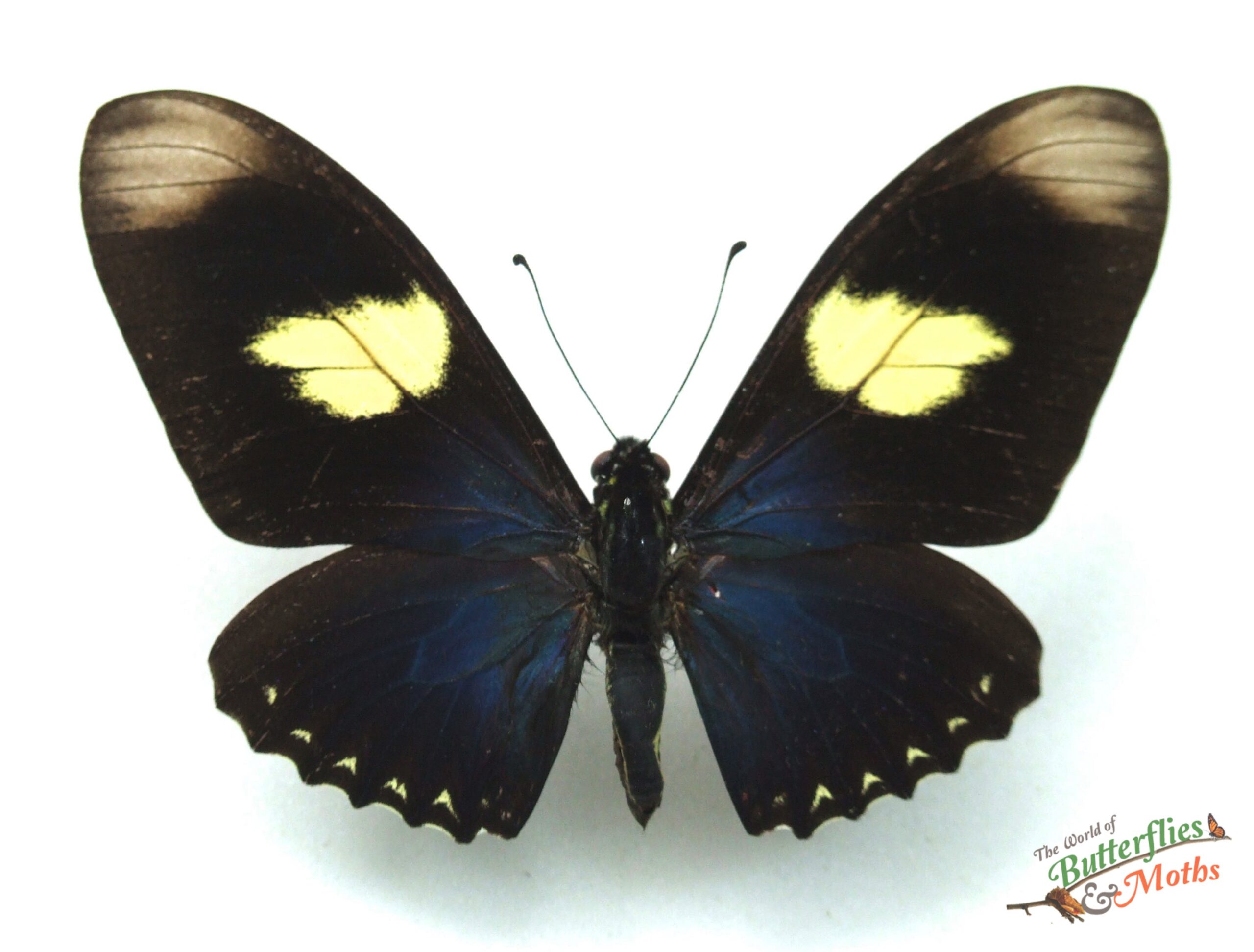 Mimoides pausanias PERU - World of Butterflies and Moths