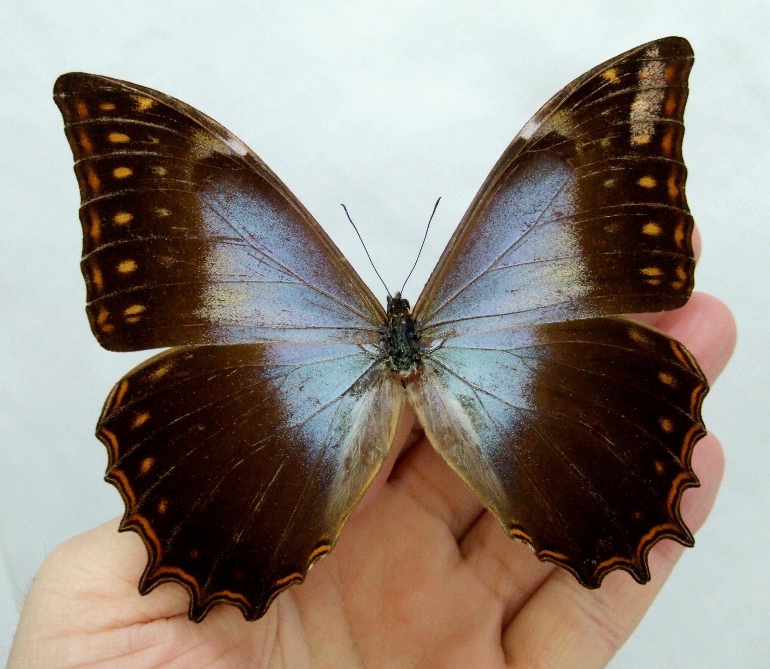 Morpho theseus schwetzeri MEXICO - World of Butterflies and Moths