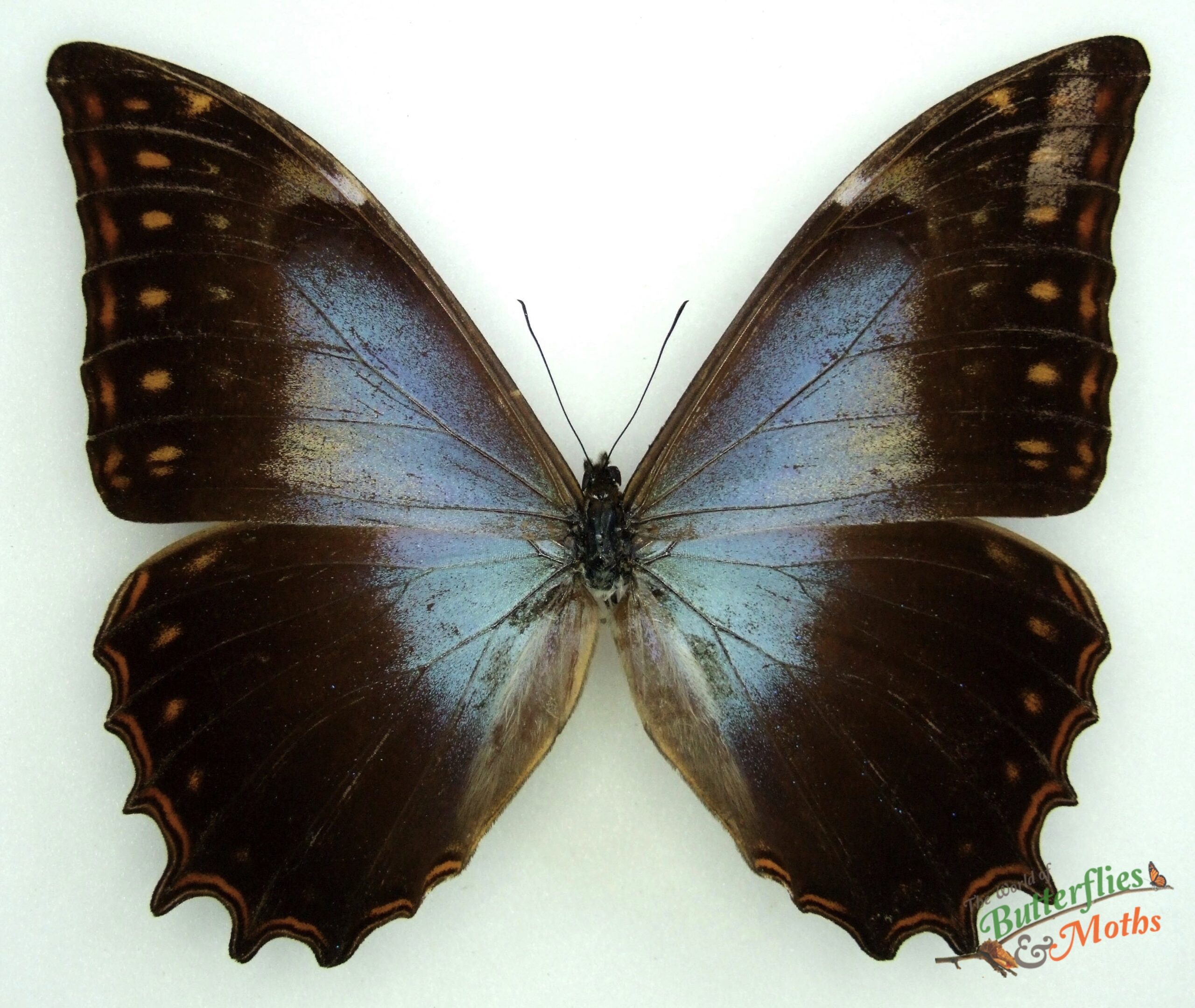 Morpho theseus schwetzeri MEXICO - World of Butterflies and Moths