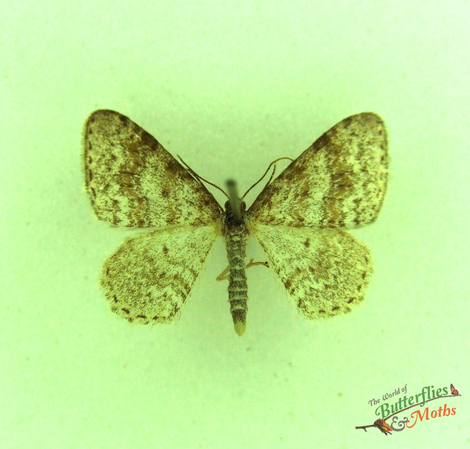 Scopula marginepunctata MULLEIN WAVE - World of Butterflies and Moths