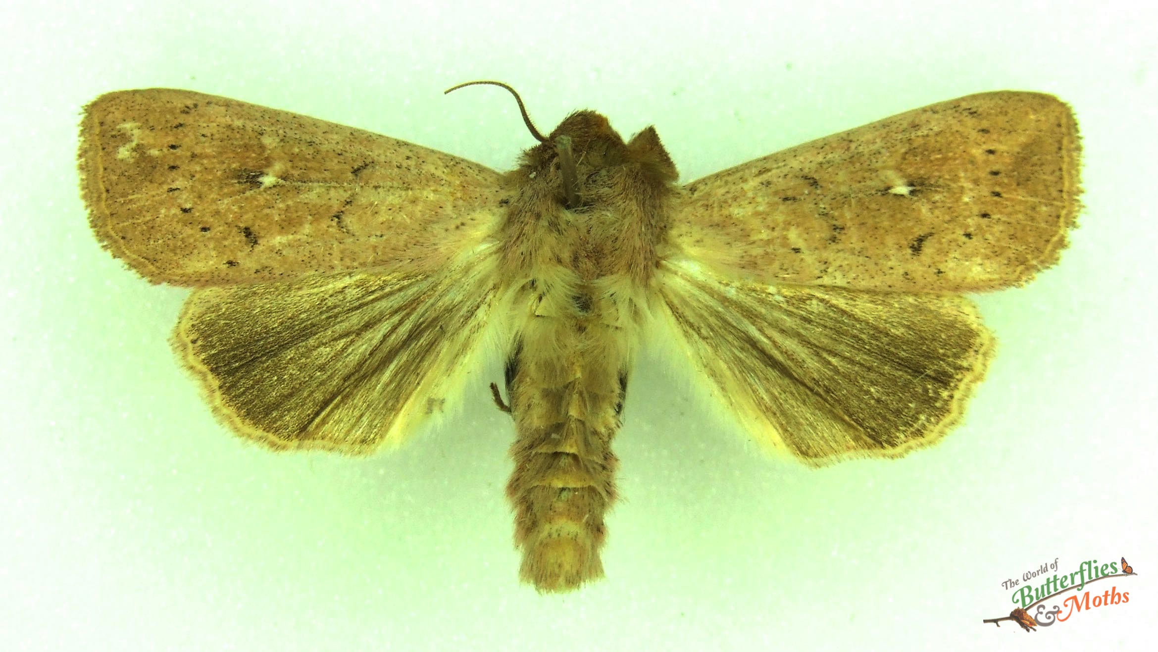 Mythimna ferrago THE CLAY - World of Butterflies and Moths