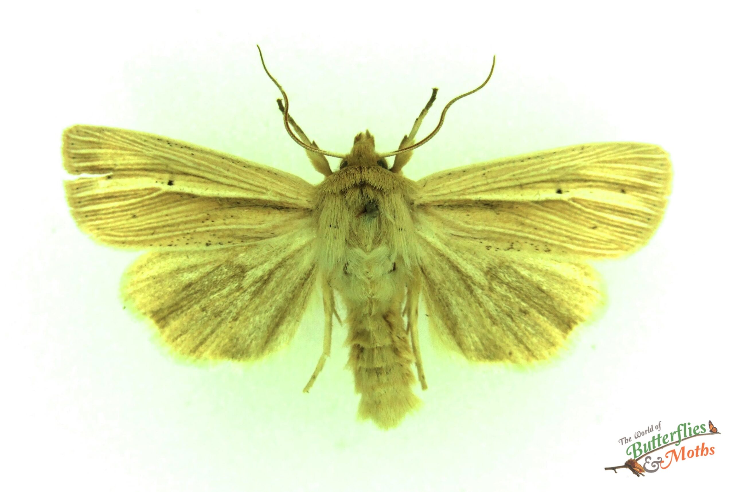 Mythimna impura SMOKY WAINSCOT - World of Butterflies and Moths