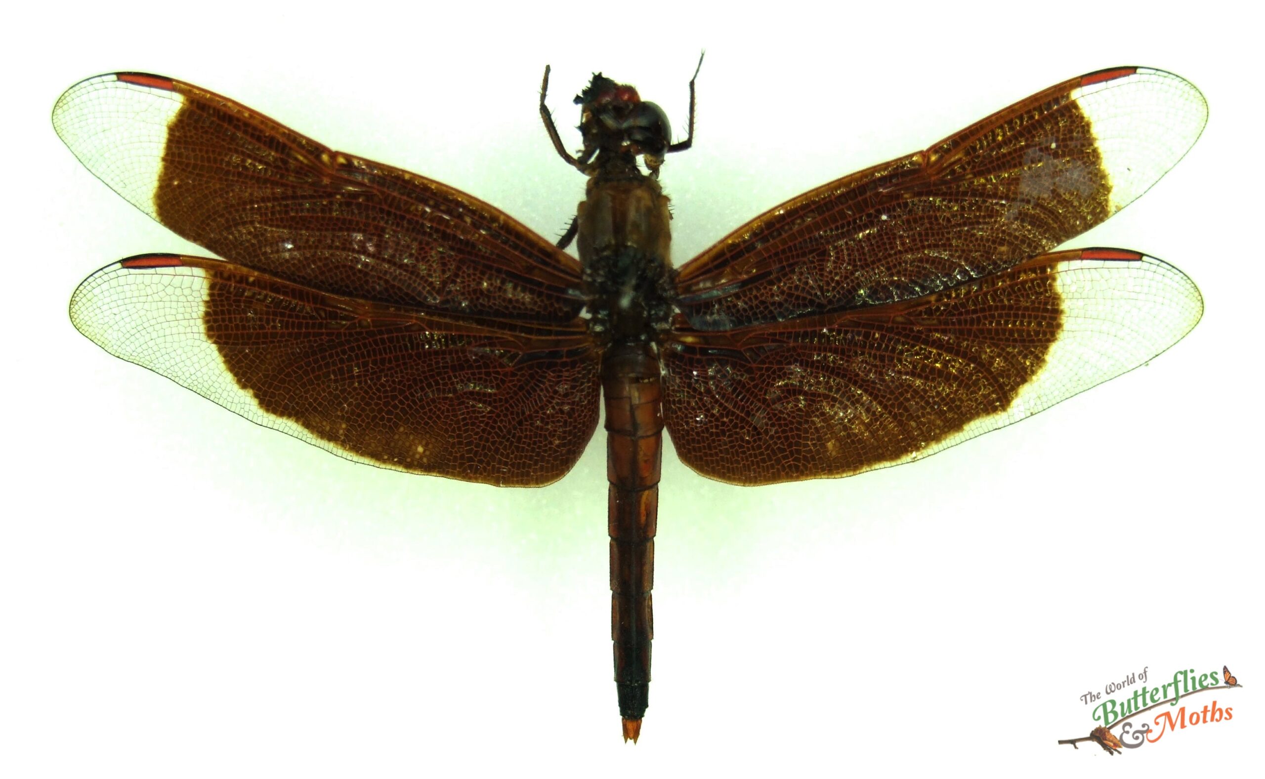 Neurothemis stigmatizans Dragonfly INDONESIA - World of Butterflies and ...