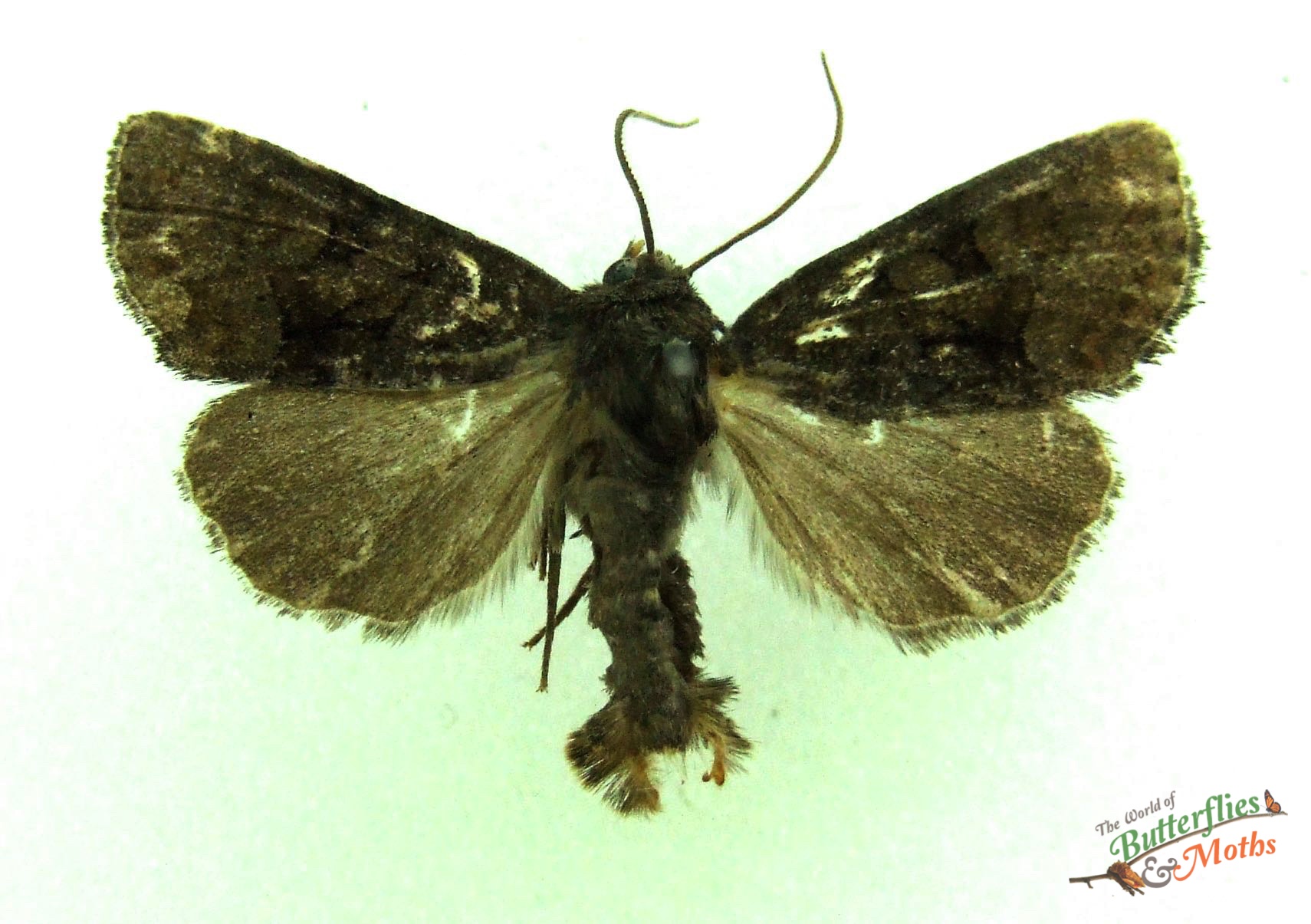 Oligia versicolor RUFOUS MINOR - World of Butterflies and Moths