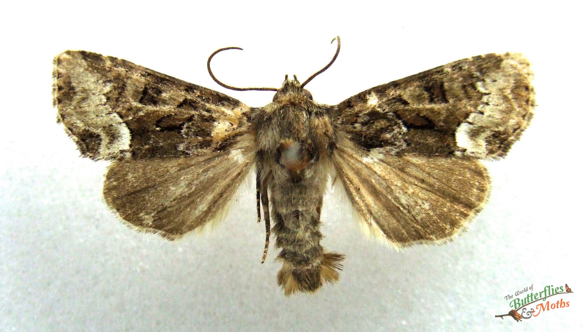 Oligia versicolor RUFOUS MINOR - World of Butterflies and Moths