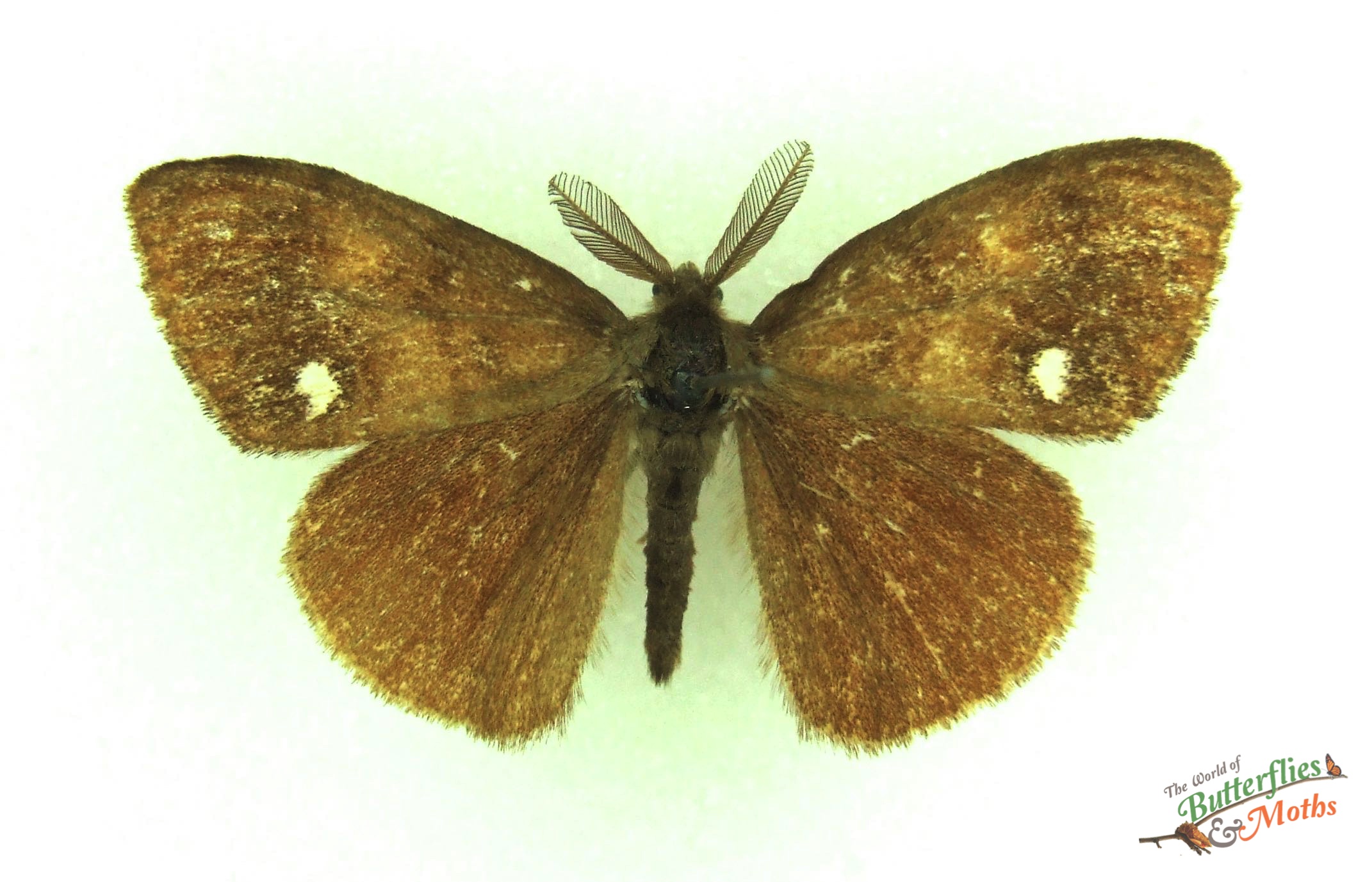 Orgyia antiqua The VAPOURER - World of Butterflies and Moths