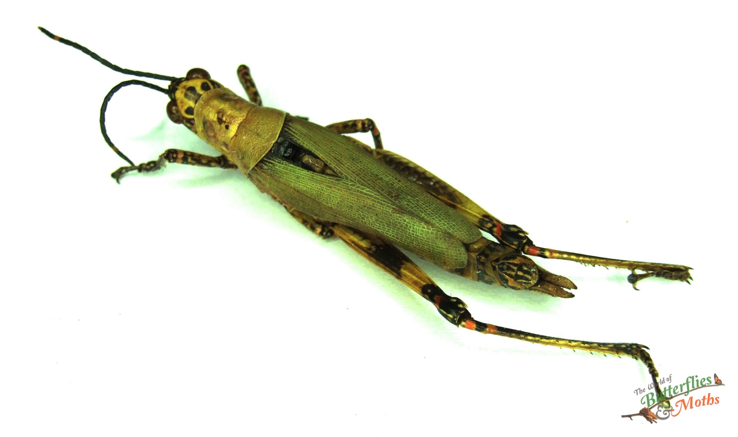 Zonocerus variegatus Painted Grasshopper TOGO - World of Butterflies ...