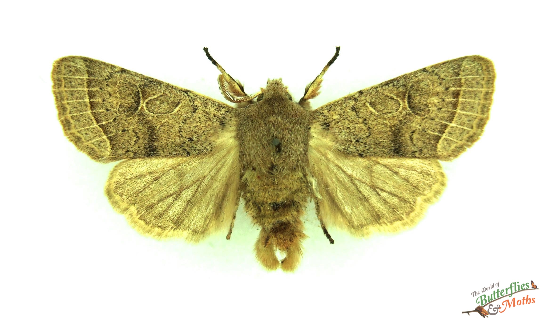 Orthosia cerasi COMMON QUAKER - World of Butterflies and Moths