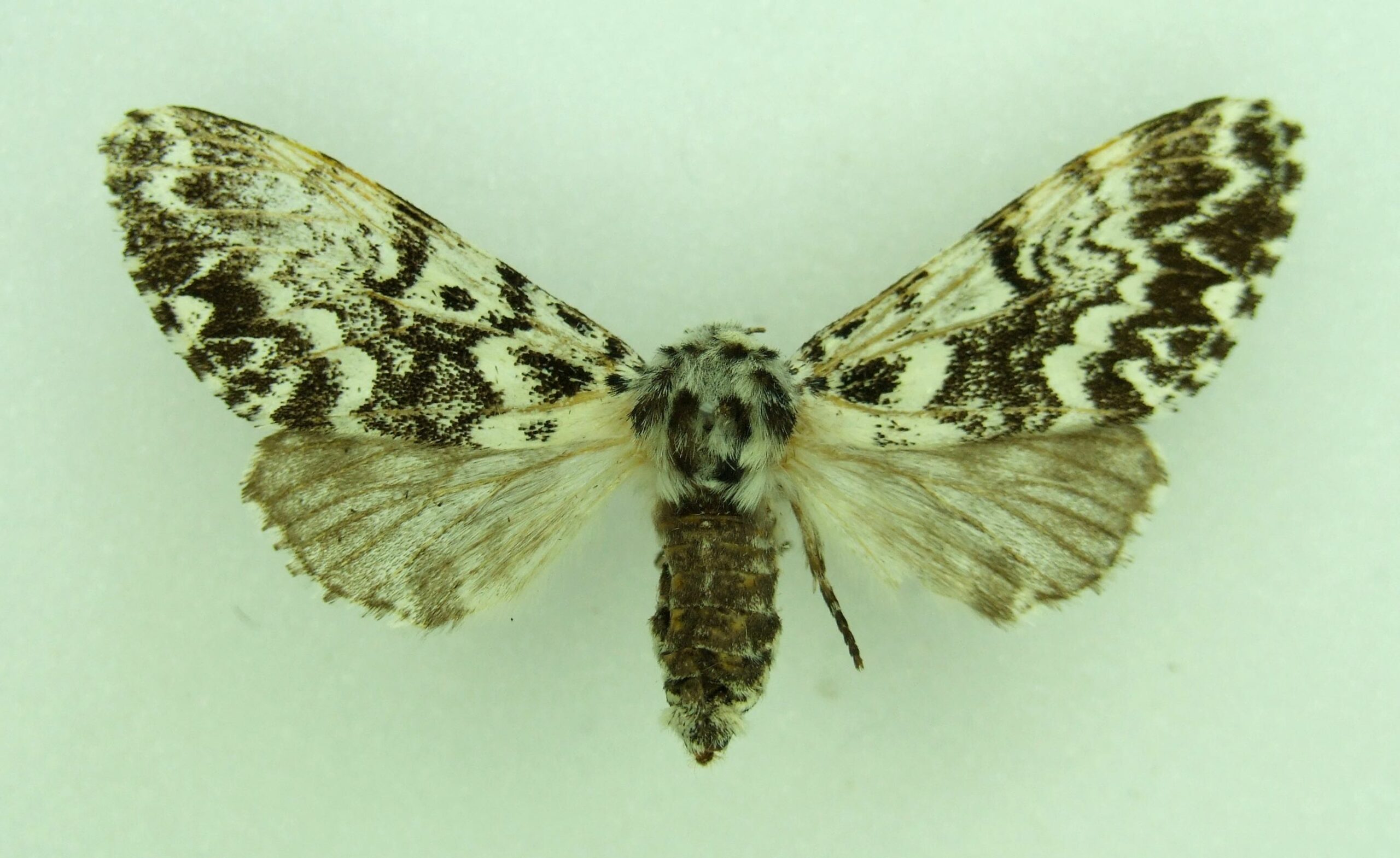 Panthea coenobita GERMANY - World of Butterflies and Moths