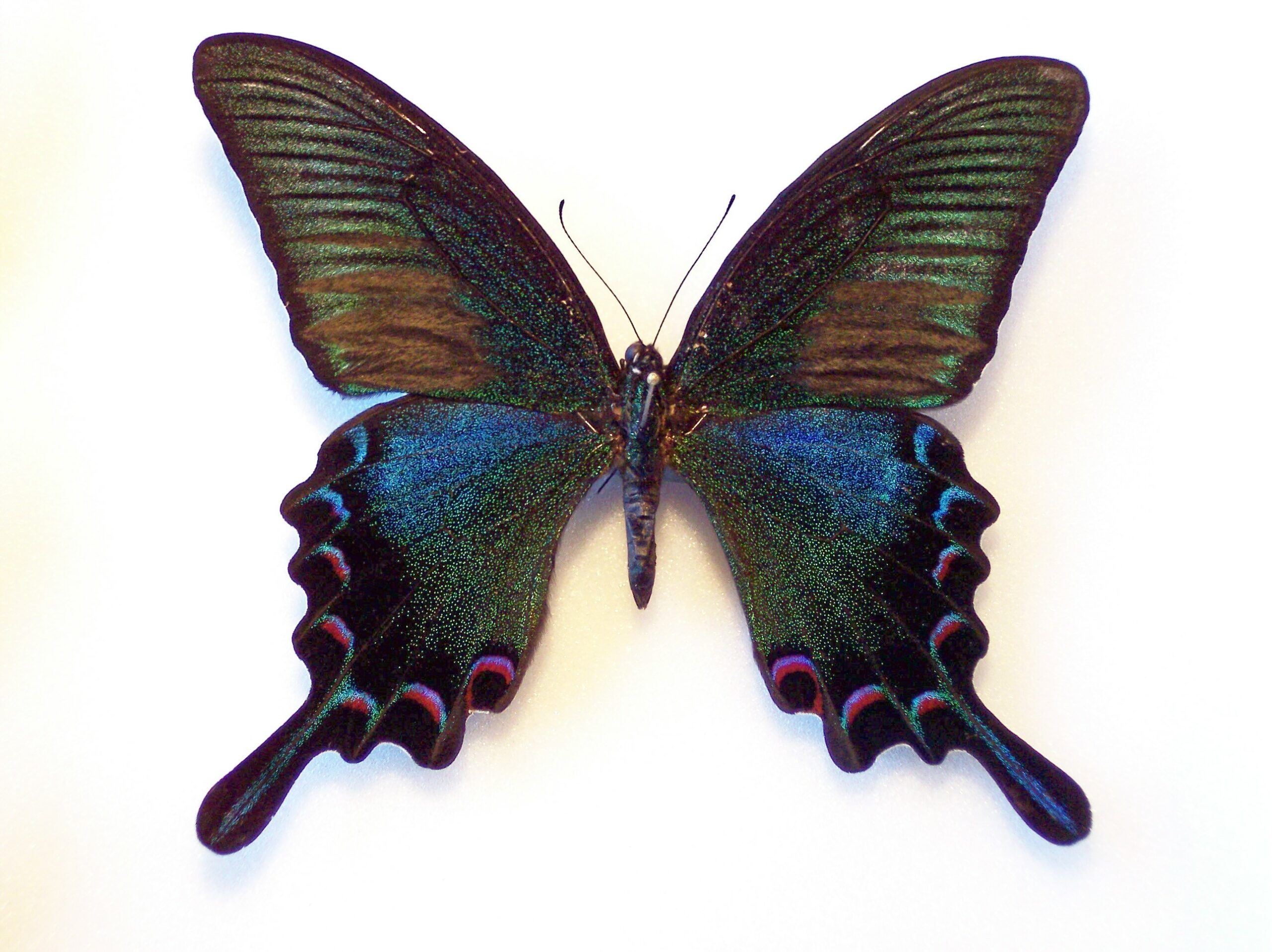 Chinese Peacock Butterfly Papilio Paris Tamil Peacock Butterfly