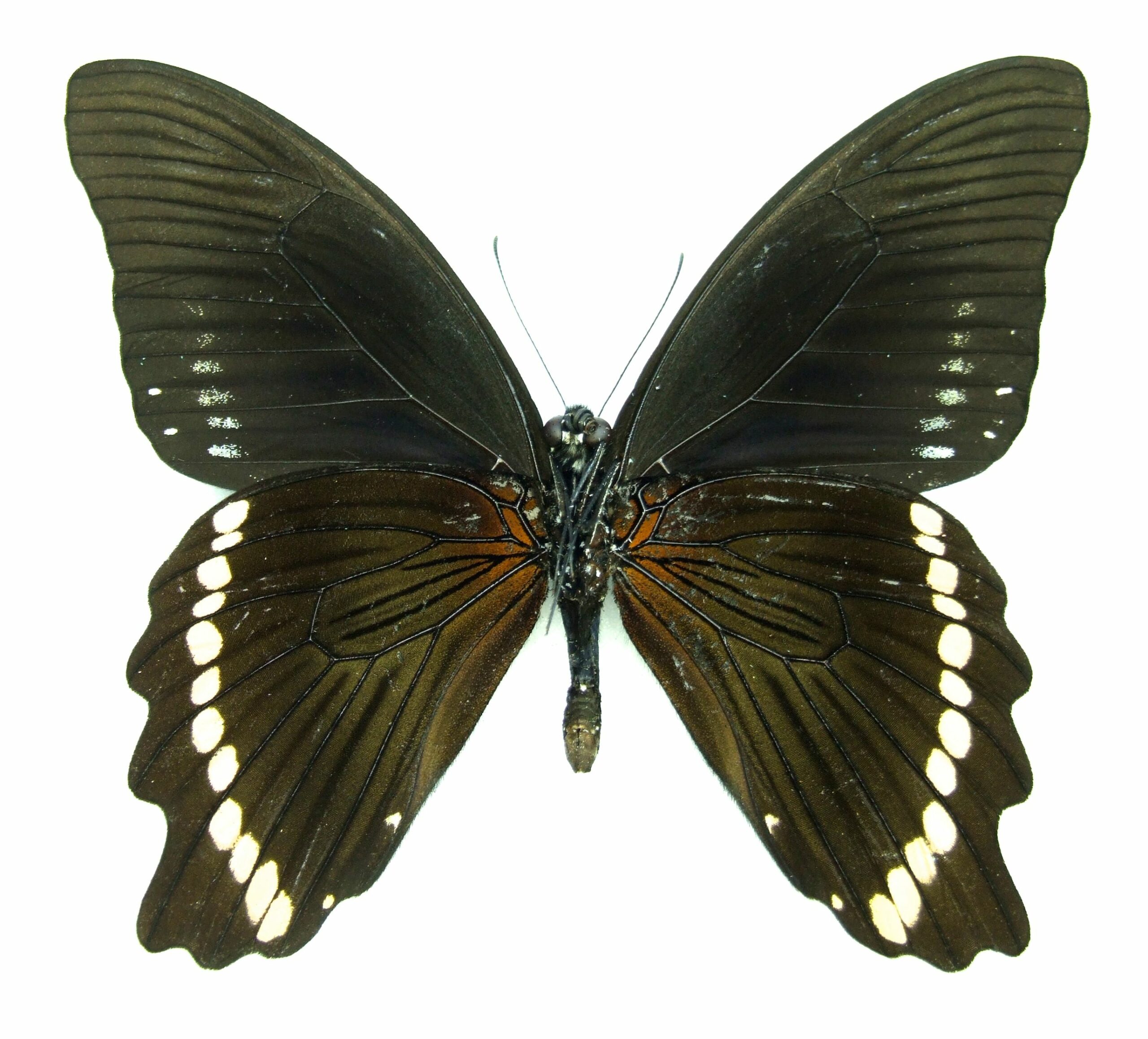 Papilio chrapkowskoides nurettini (bromius) CAMEROON - World of ...