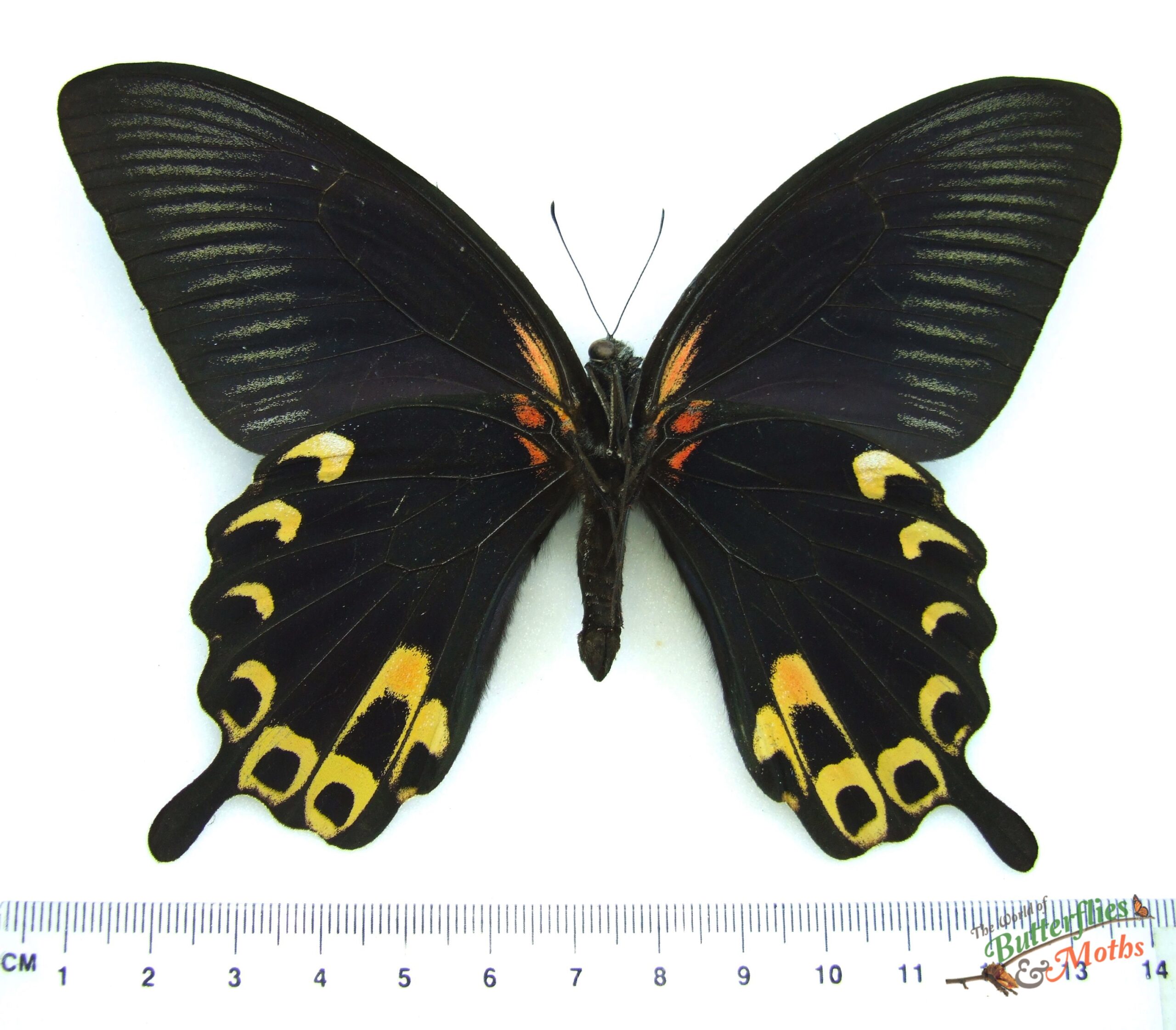 Papilio deiphobus INDONESIA Ambon - World of Butterflies and Moths