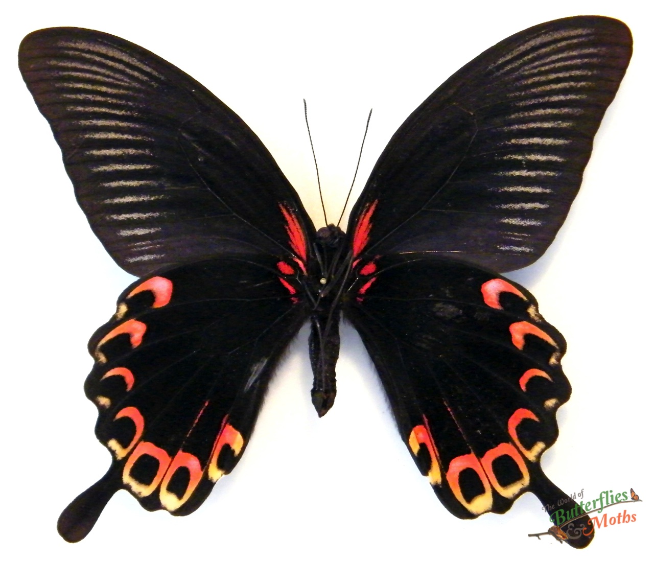 Papilio deiphobus INDONESIA Ambon - World of Butterflies and Moths