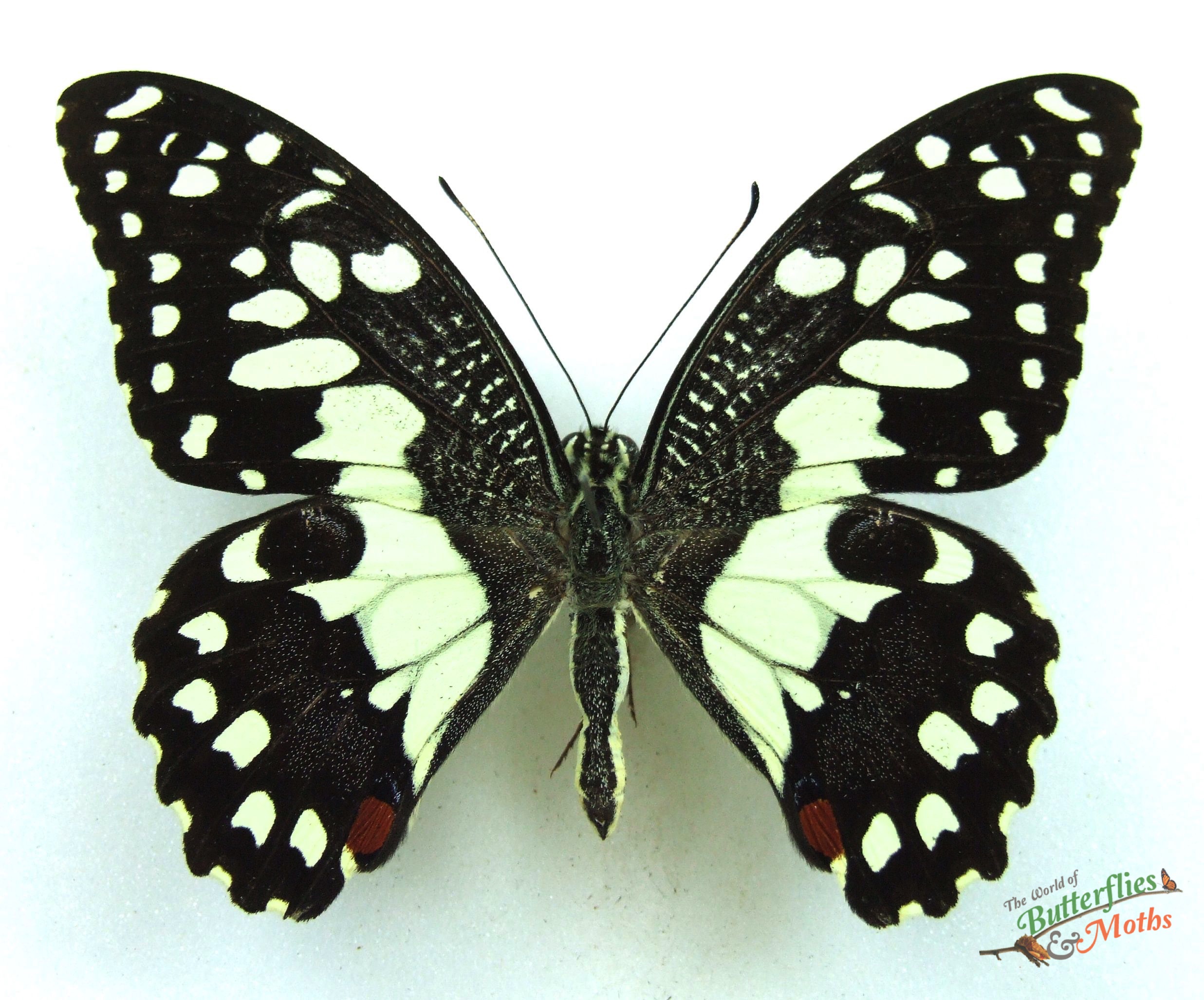 Papilio demoleus Indonesia - World of Butterflies and Moths