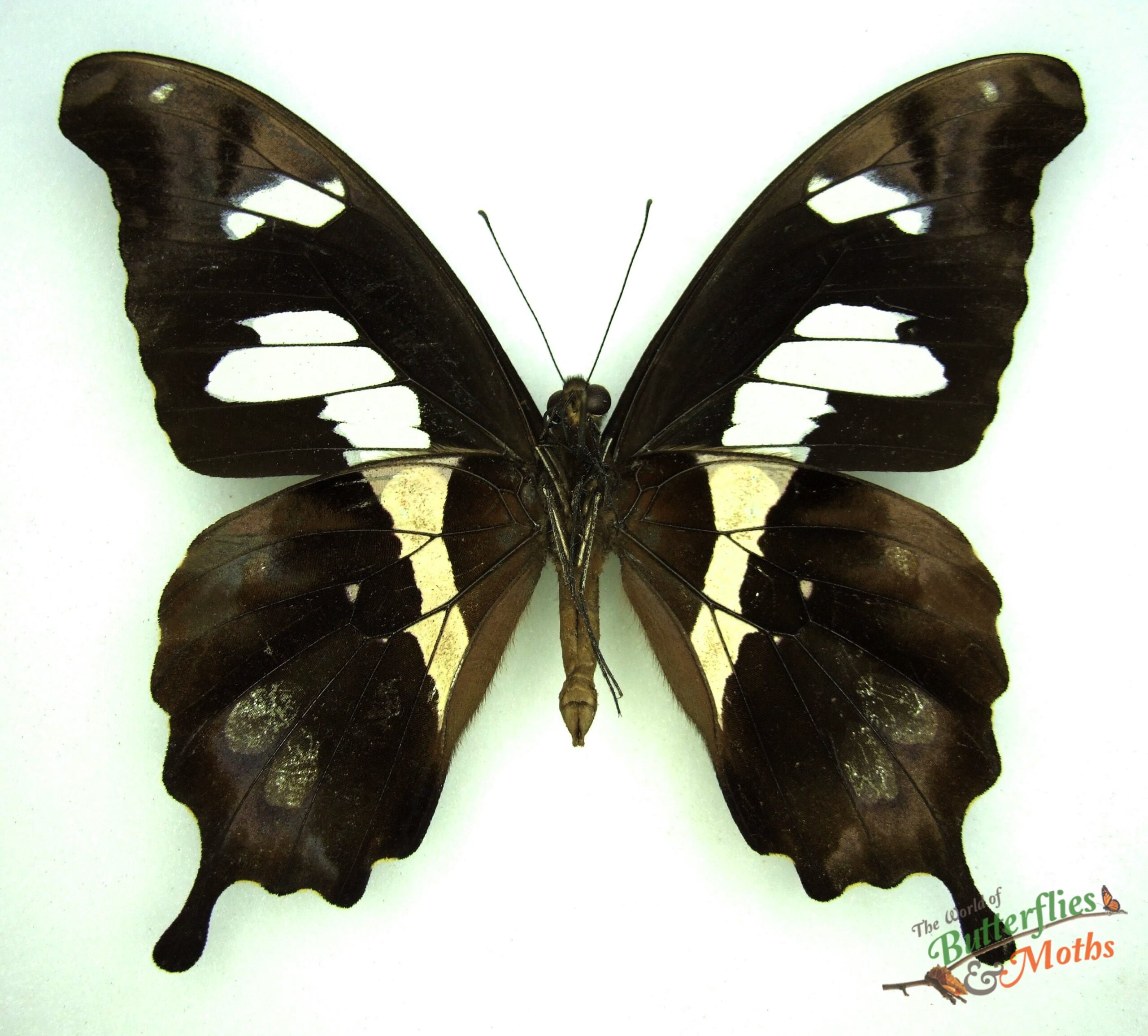 Papilio hesperus Hesperus Swallowtail AFRICA - World of Butterflies and ...