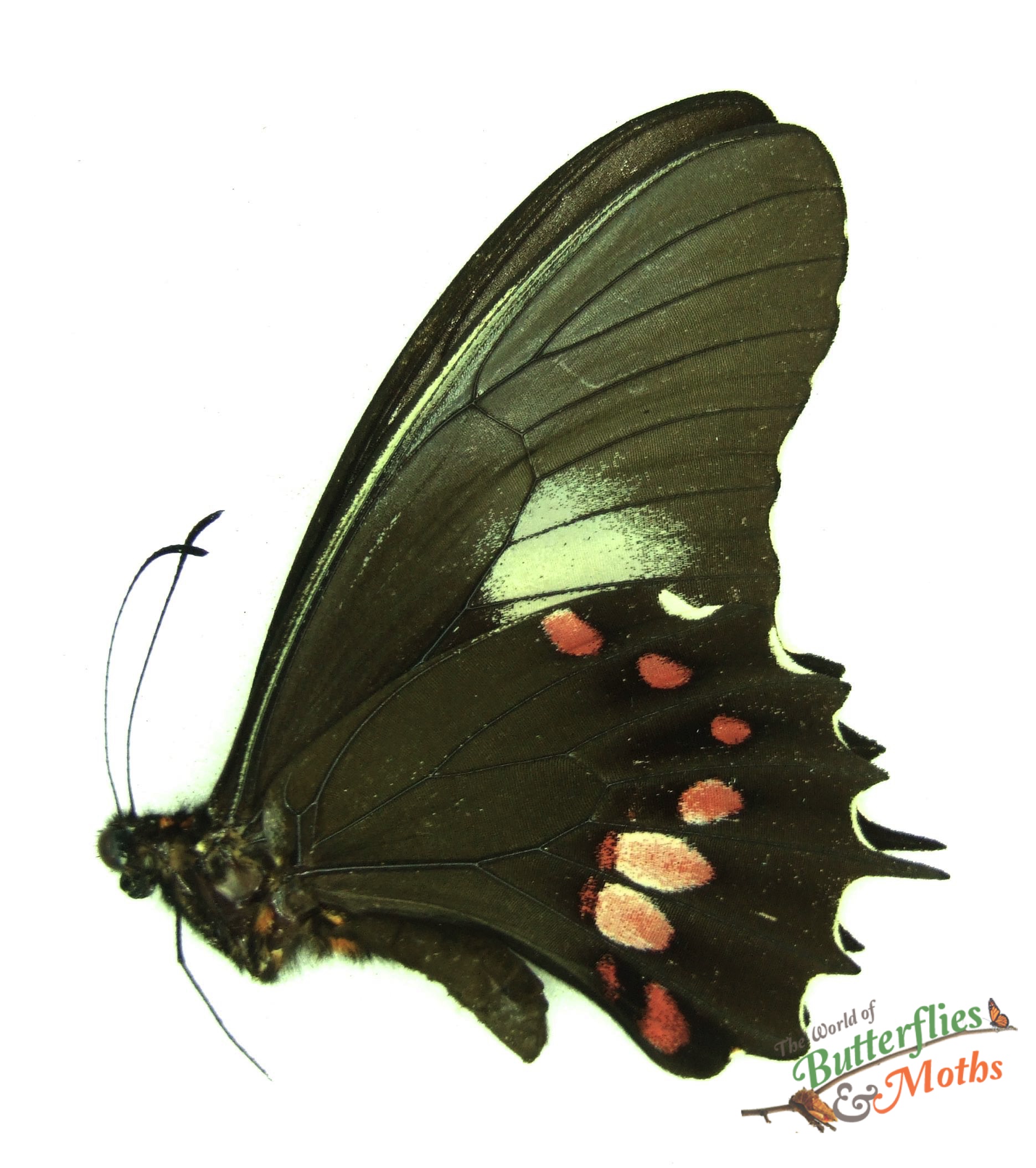 Papilio Isidorus: Vibrant Butterfly Identification Guide - World of ...