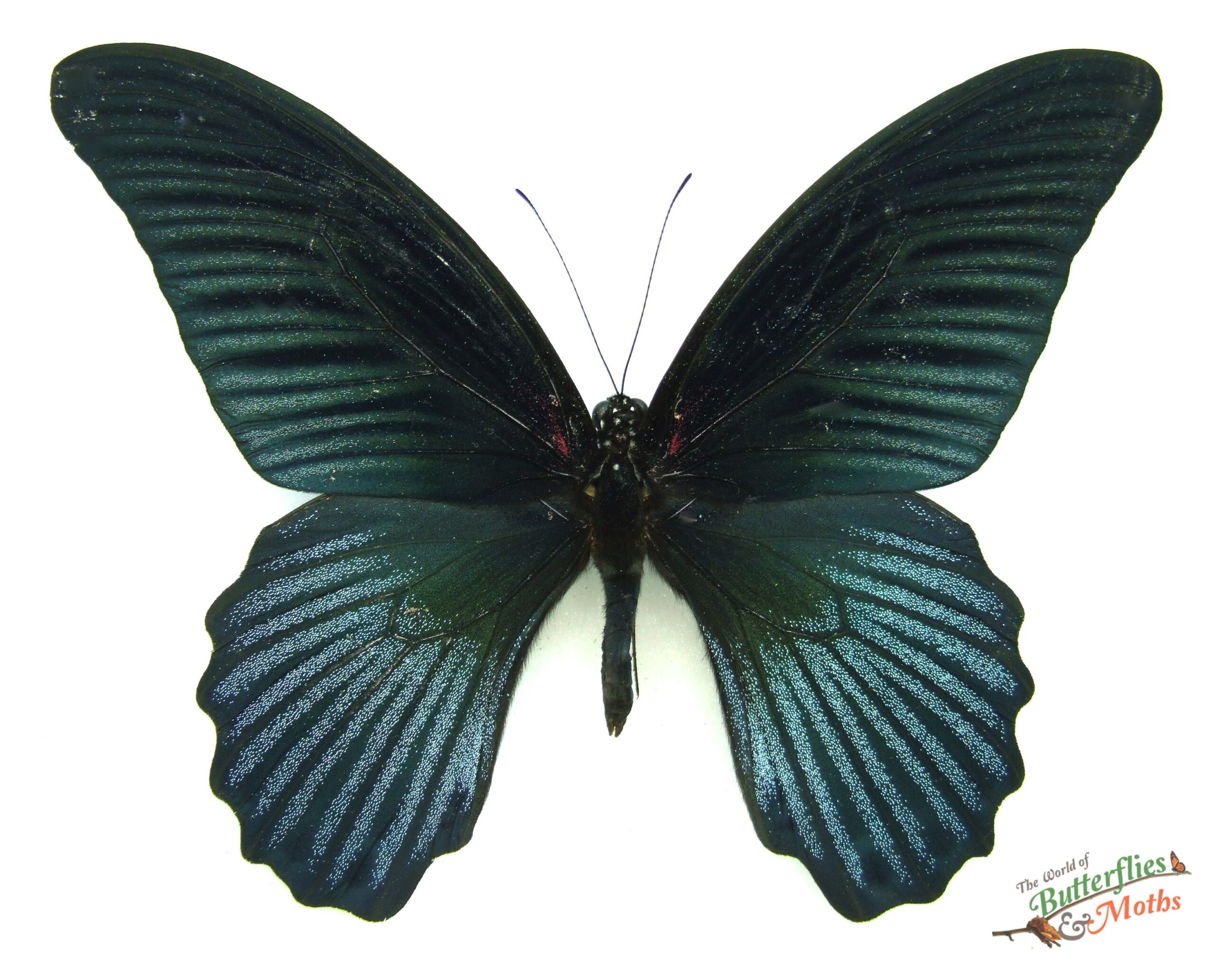 Papilio memnon agenor Thailand - World of Butterflies and Moths