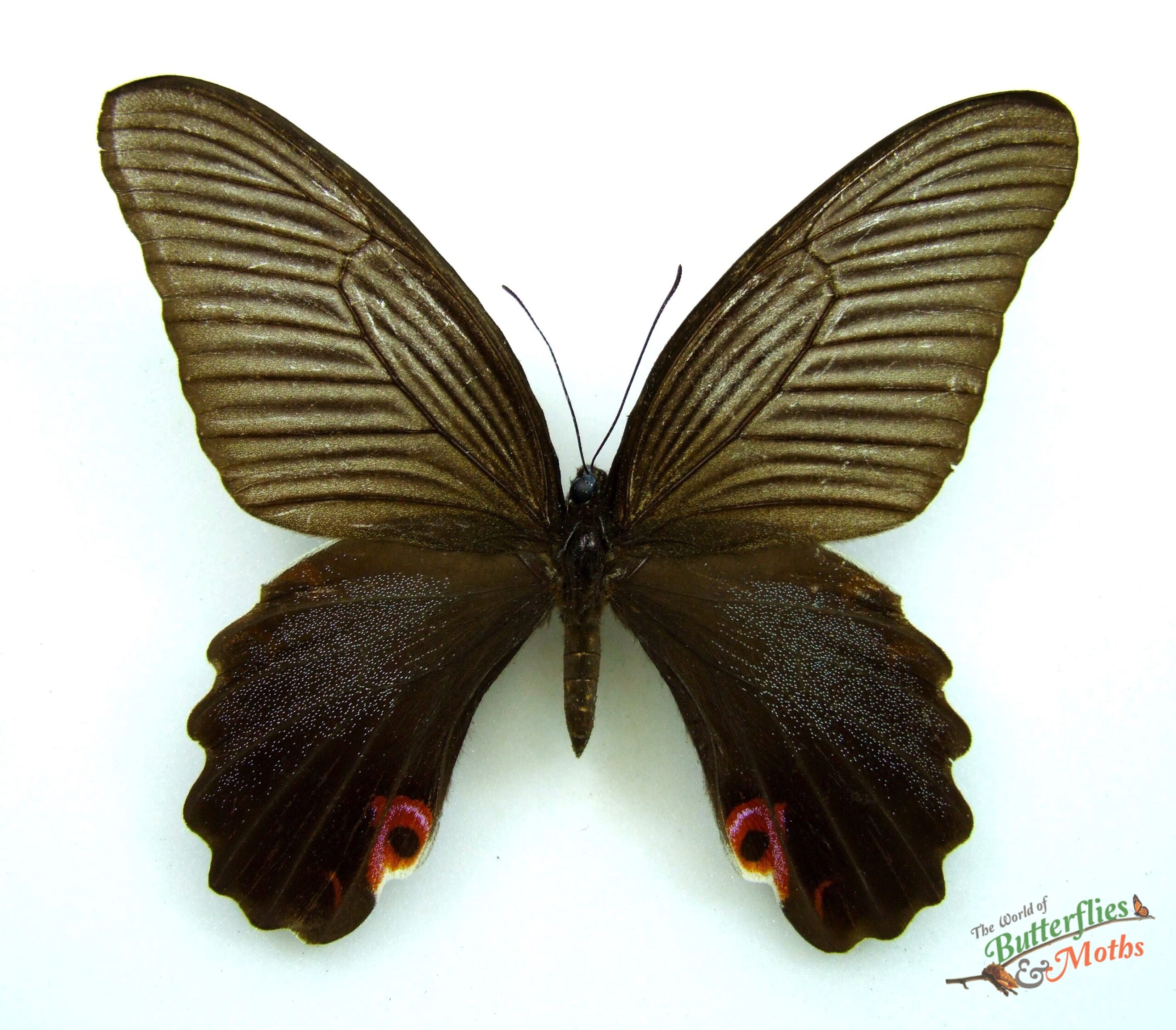 Wholesale: Papilio protenor The Spangle CHINA - World of Butterflies ...