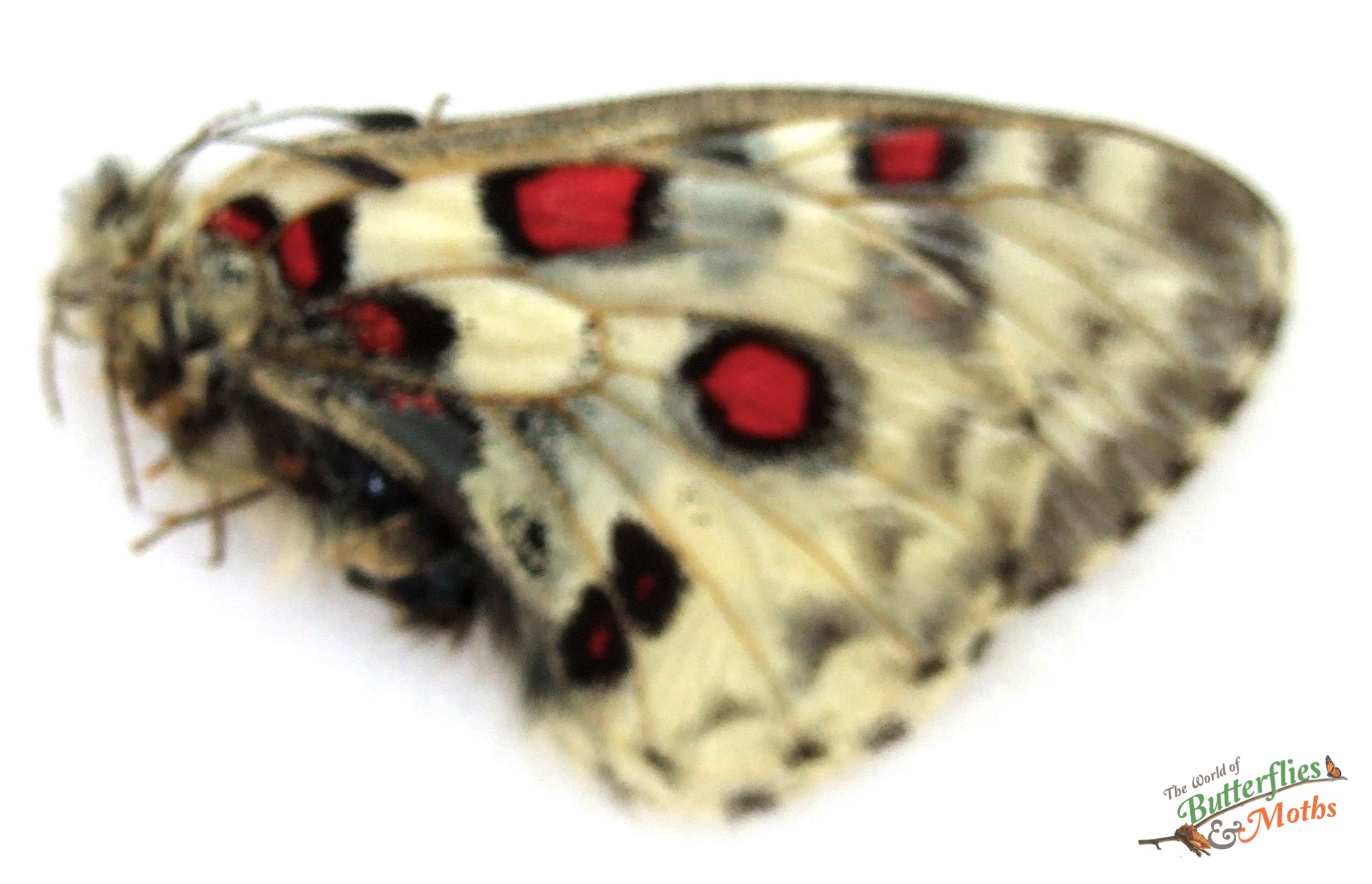 Parnassius nomion nomius CHINA (#01) - World of Butterflies and Moths