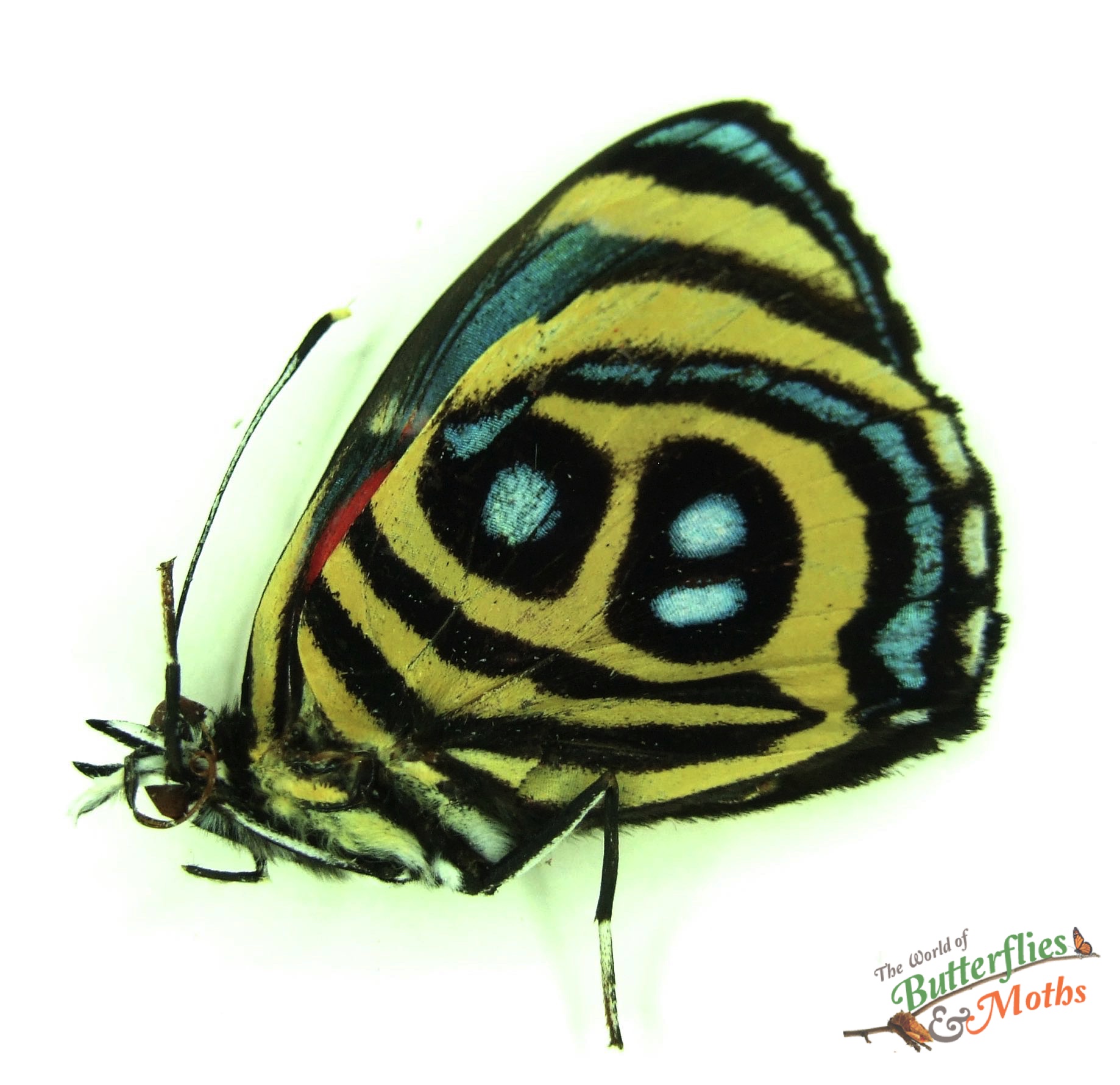 Paulogramma pyracmon peristera PERU - World of Butterflies and Moths